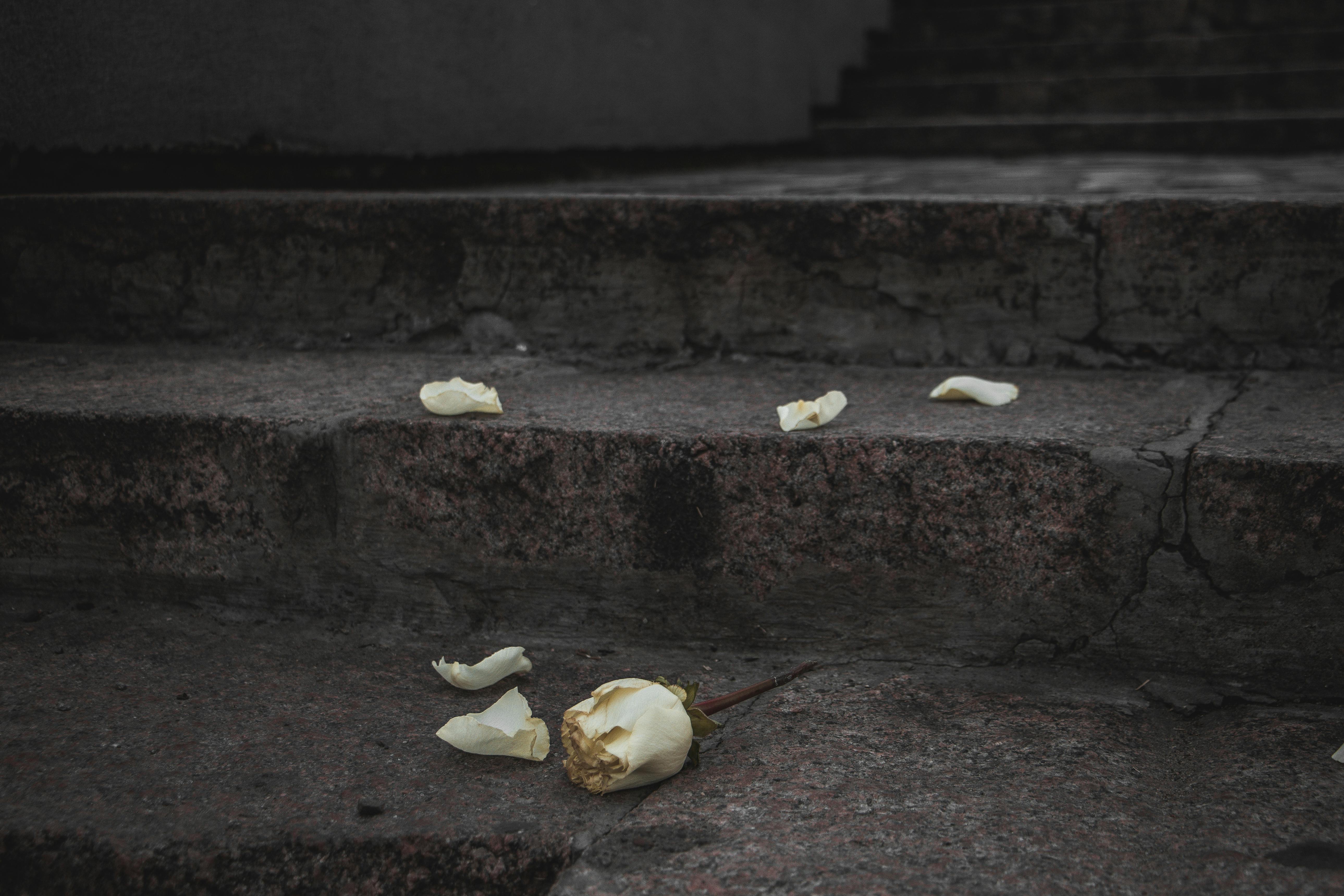 White Rose Movement Photos, Download Free White Rose Movement Stock ...