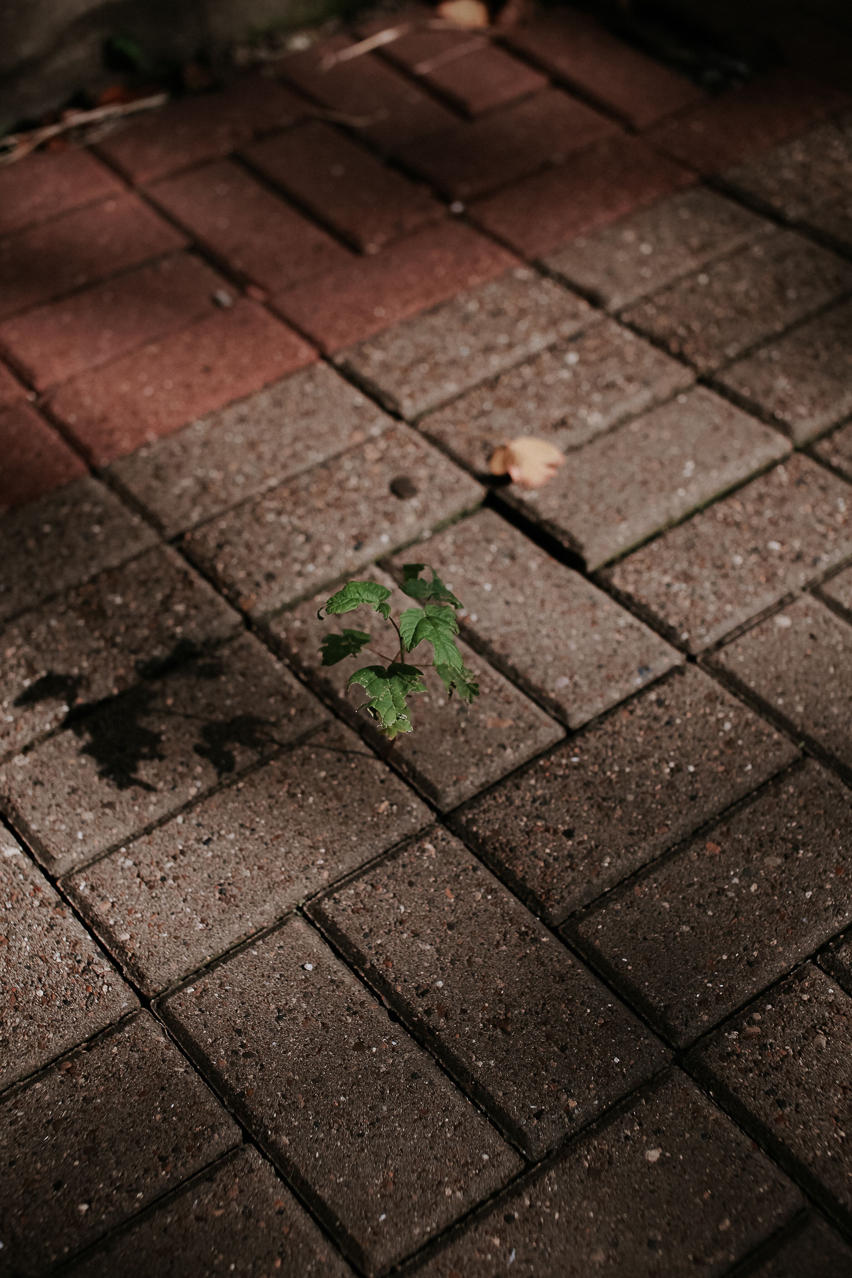 Photo of a Leaf on Bricks · Free Stock Photo