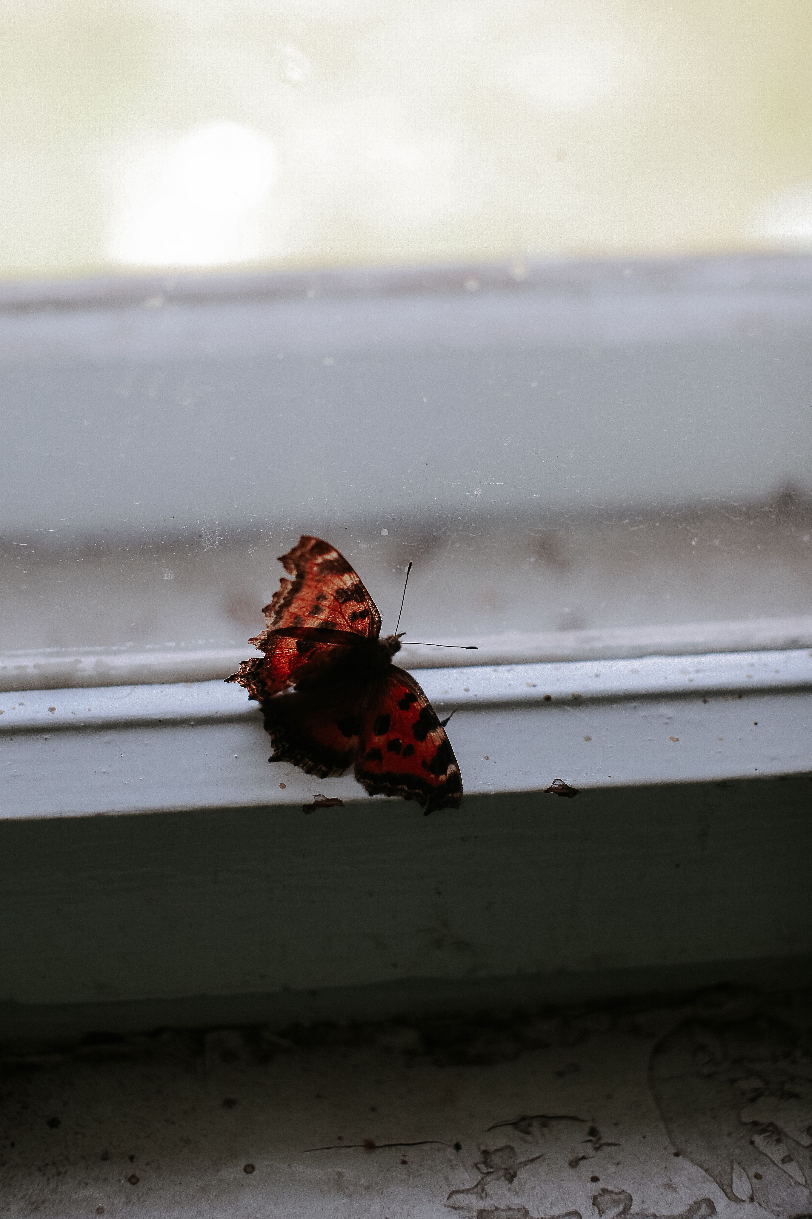 Close-Up Shot of a Brown Butterfly on a Window · Free Stock Photo