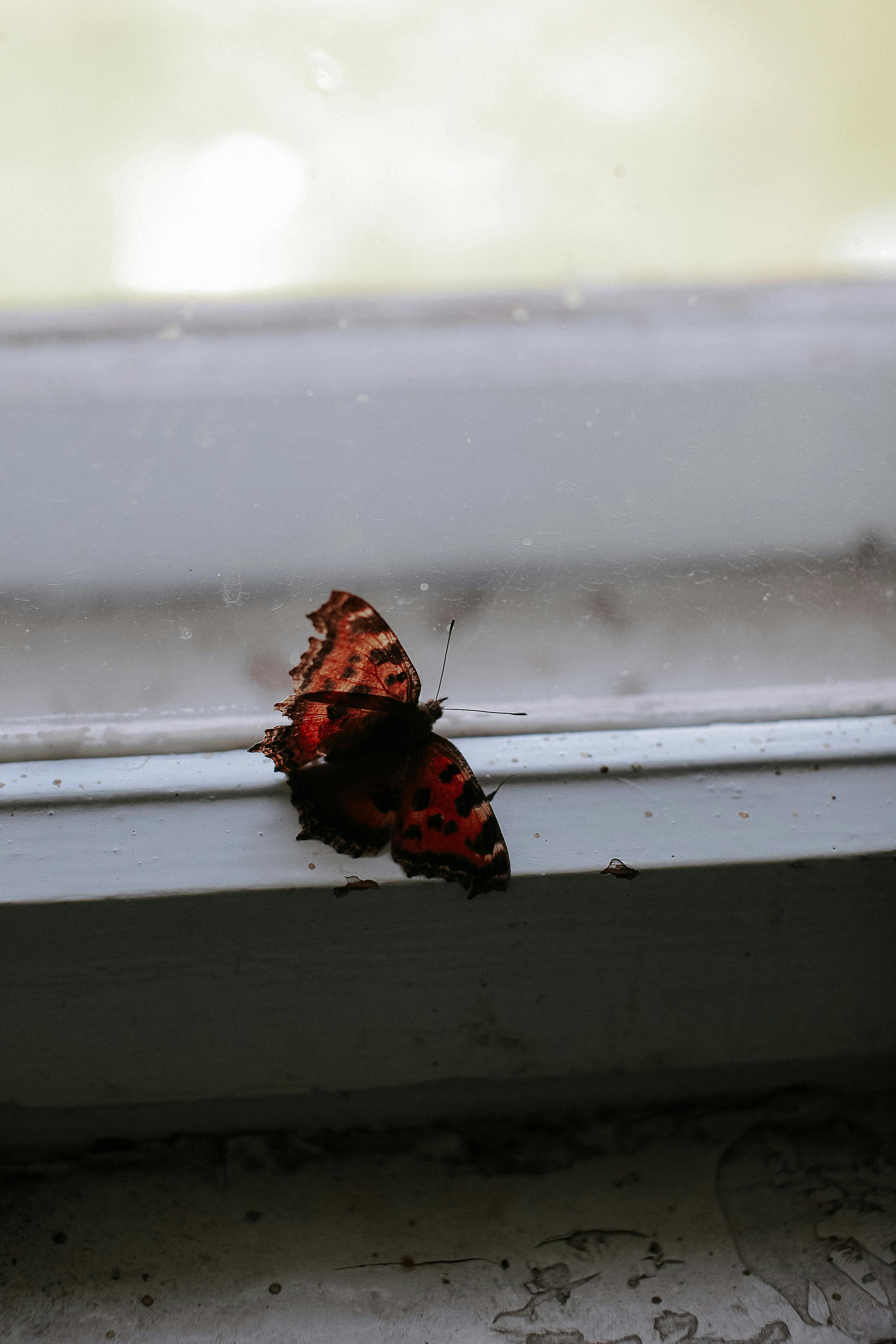 Photo of Mud-puddling Butterflies · Free Stock Photo