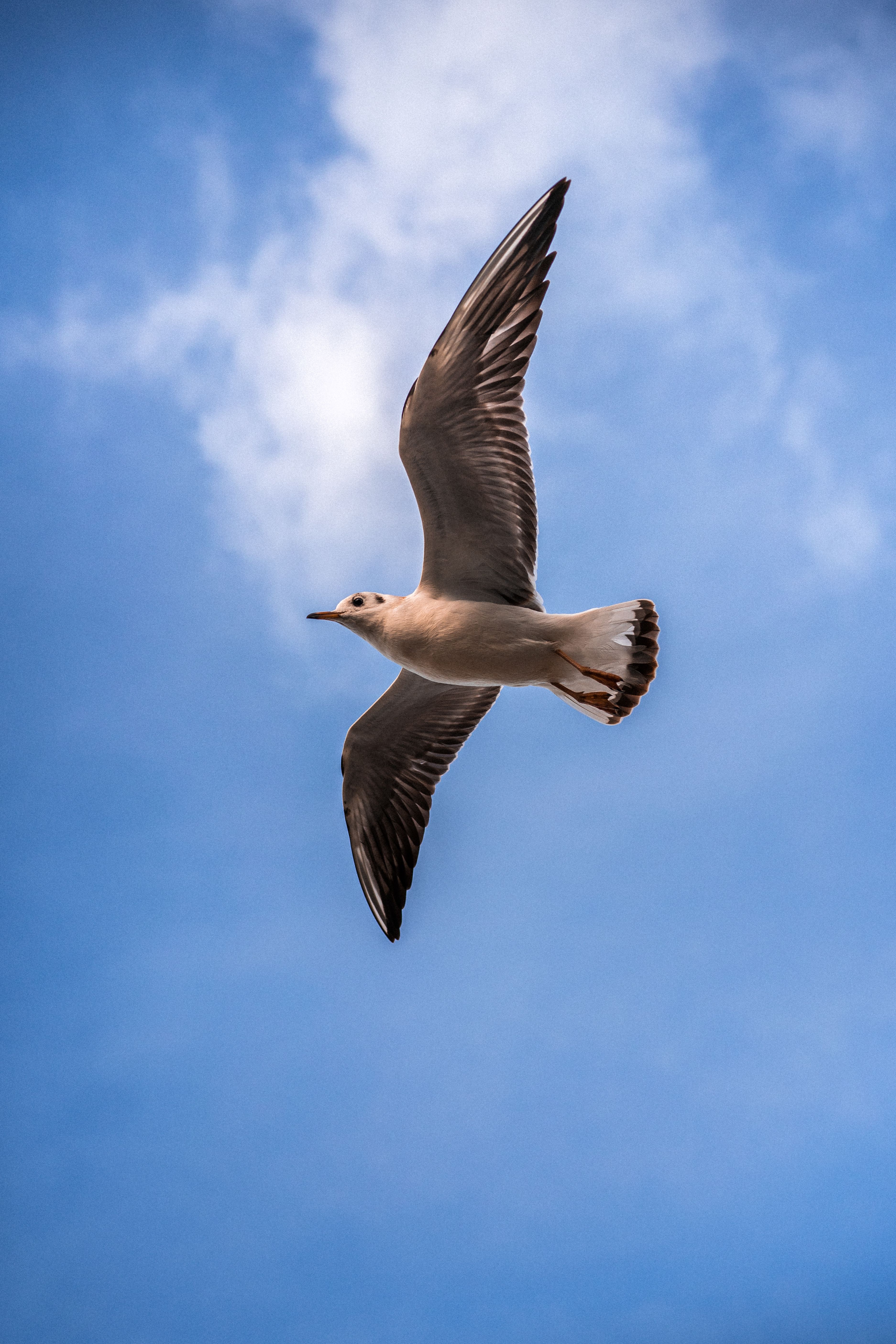 Flying Seagull Flapping Its Wings · Free Stock Photo