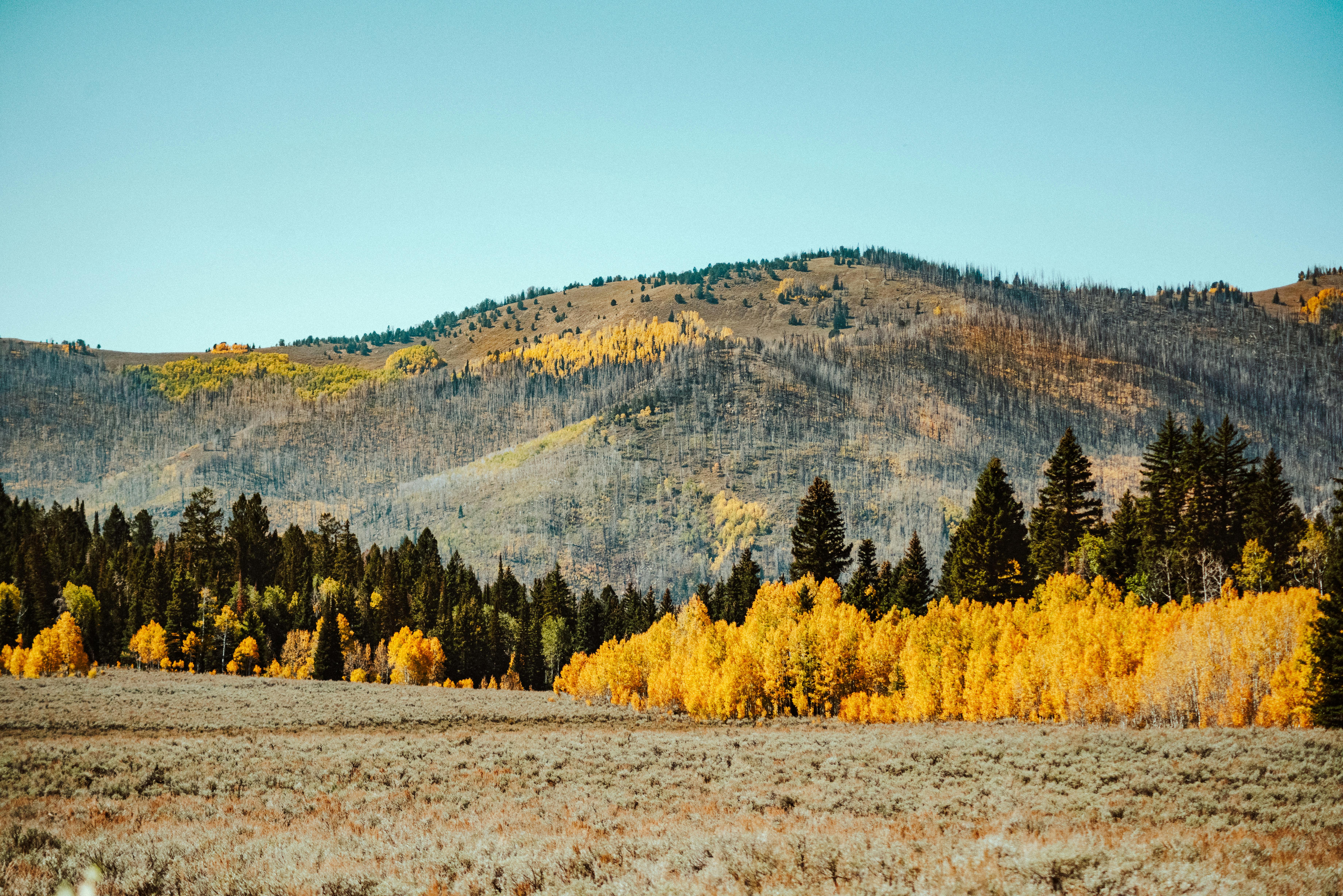 Tall Trees on the Field · Free Stock Photo