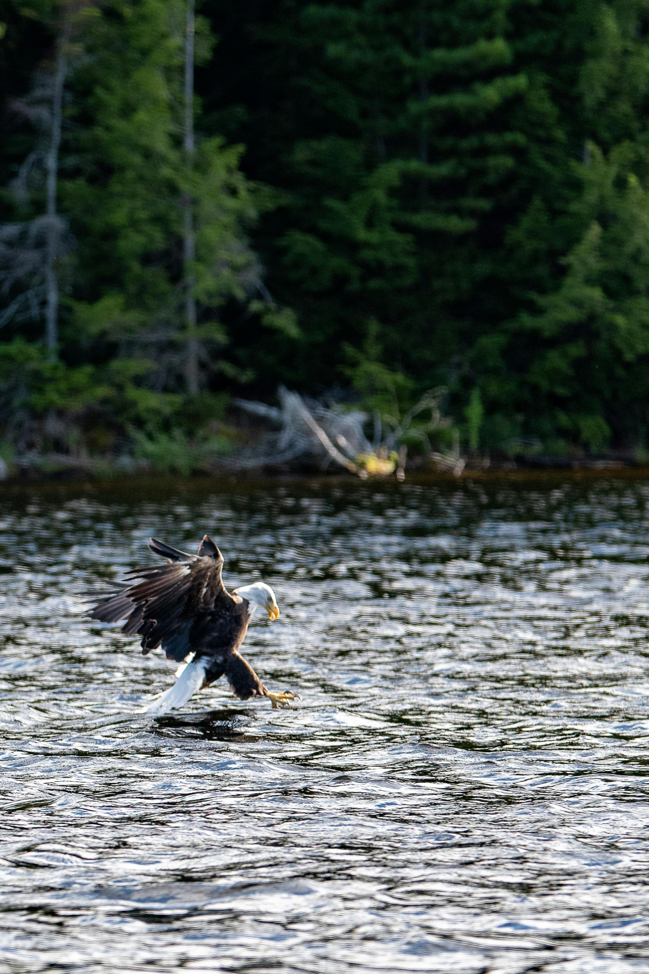 Bald Eagle Catching Prey Photos, Download The BEST Free Bald Eagle ...