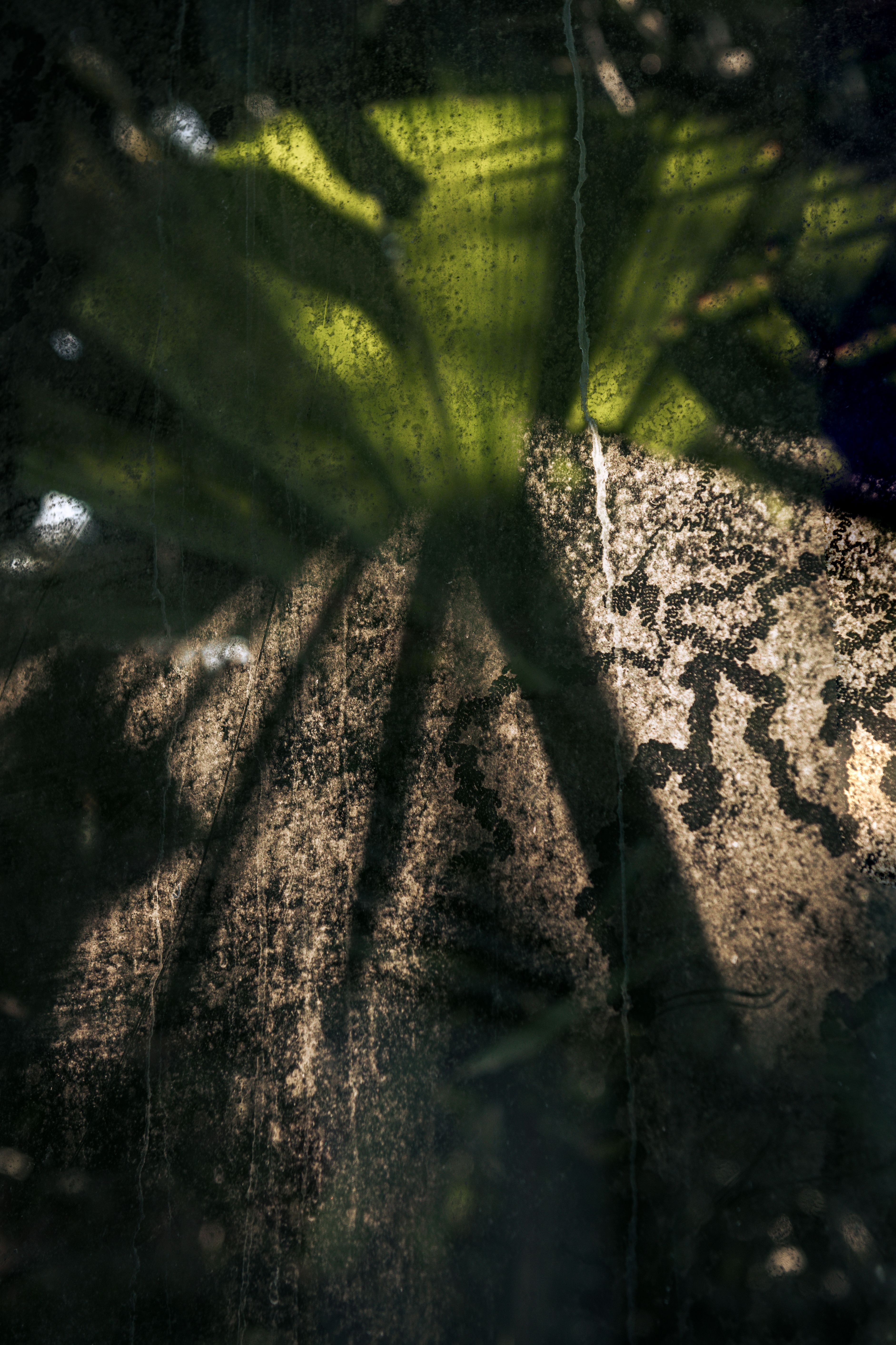 Shadows of the Leaves of a Plant · Free Stock Photo
