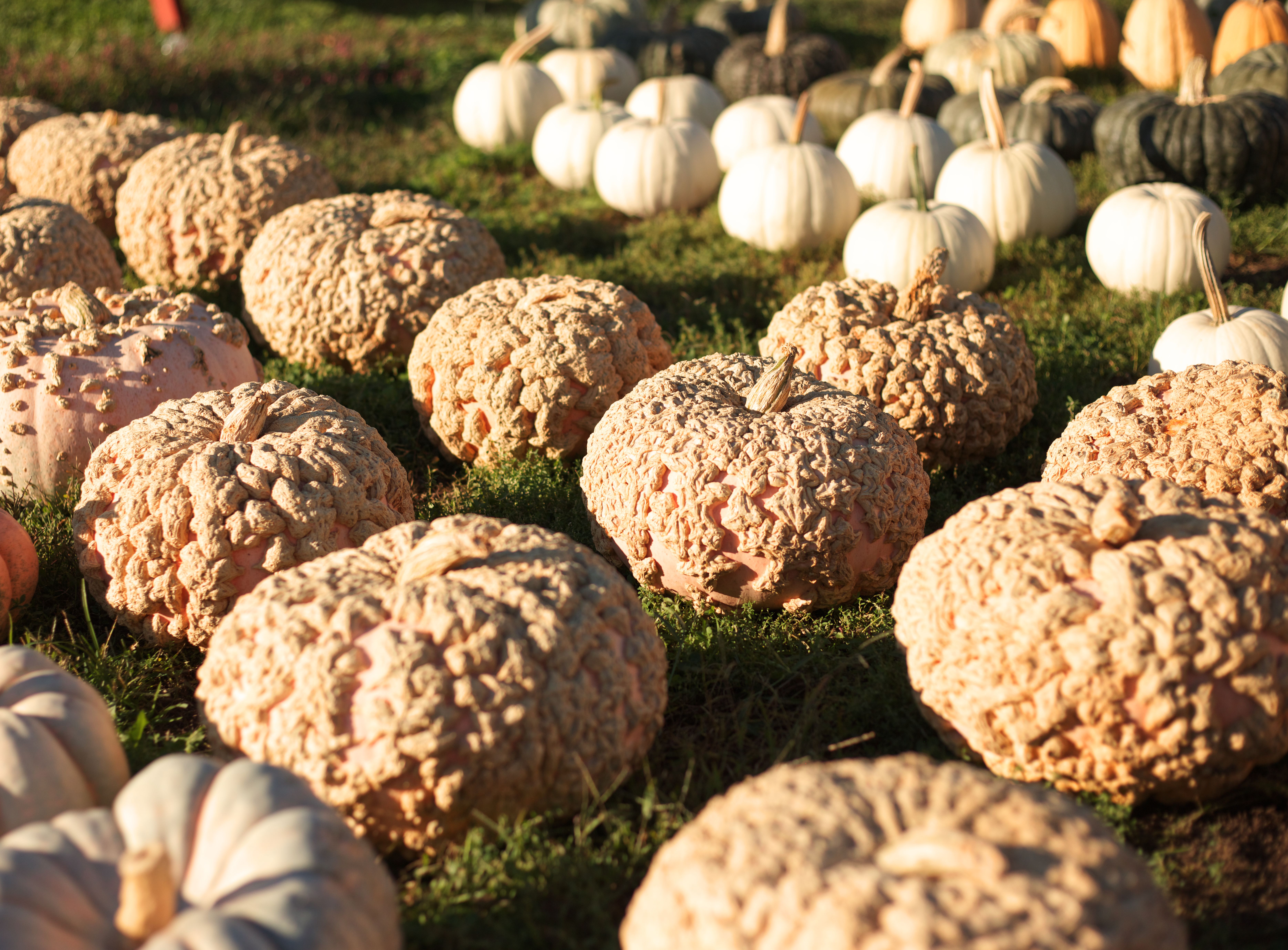 Photo of Field Full of Pumpkins · Free Stock Photo