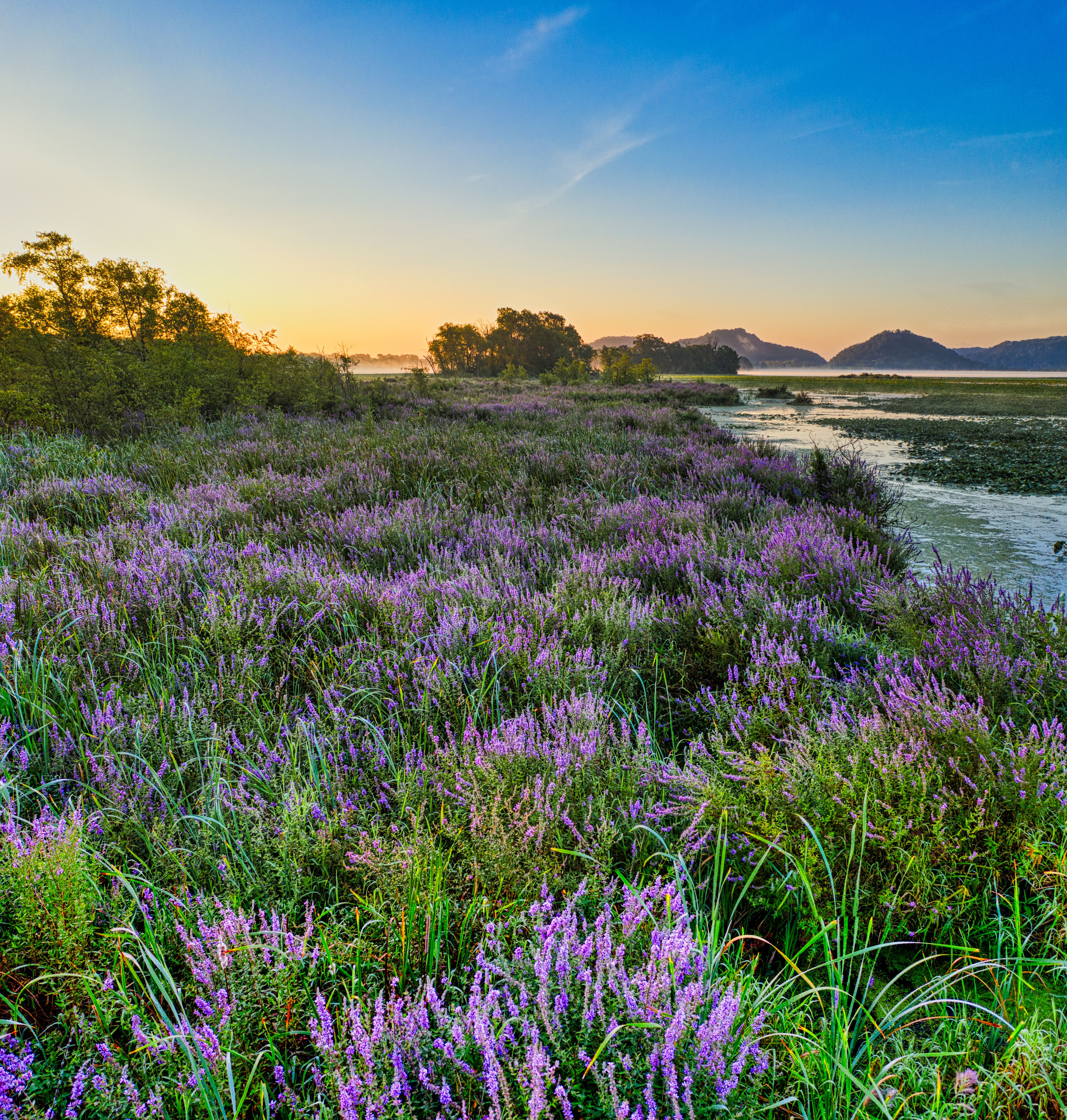 Field of Lavenders · Free Stock Photo