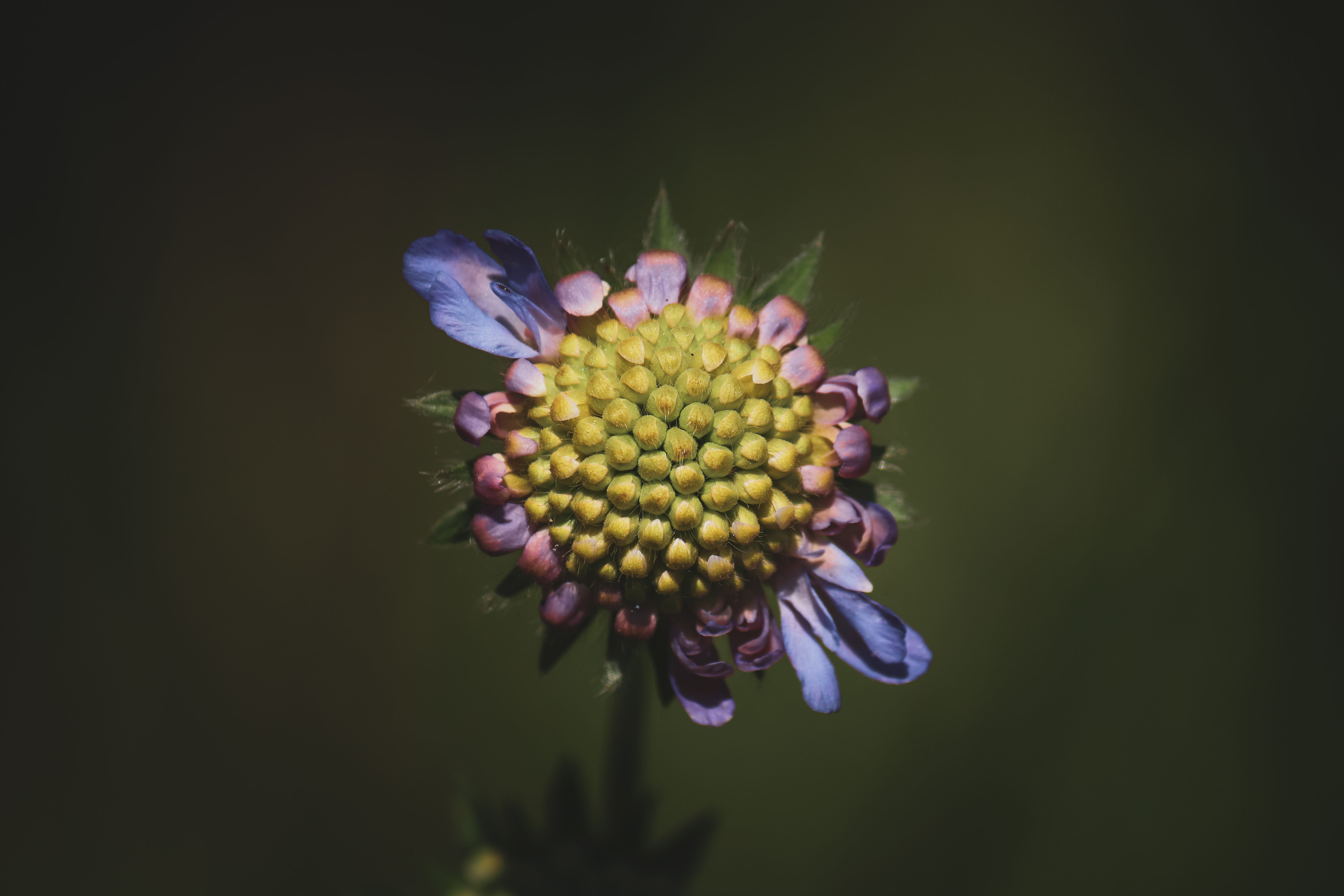 Close-Up Shot of Tiny Flower Buds · Free Stock Photo