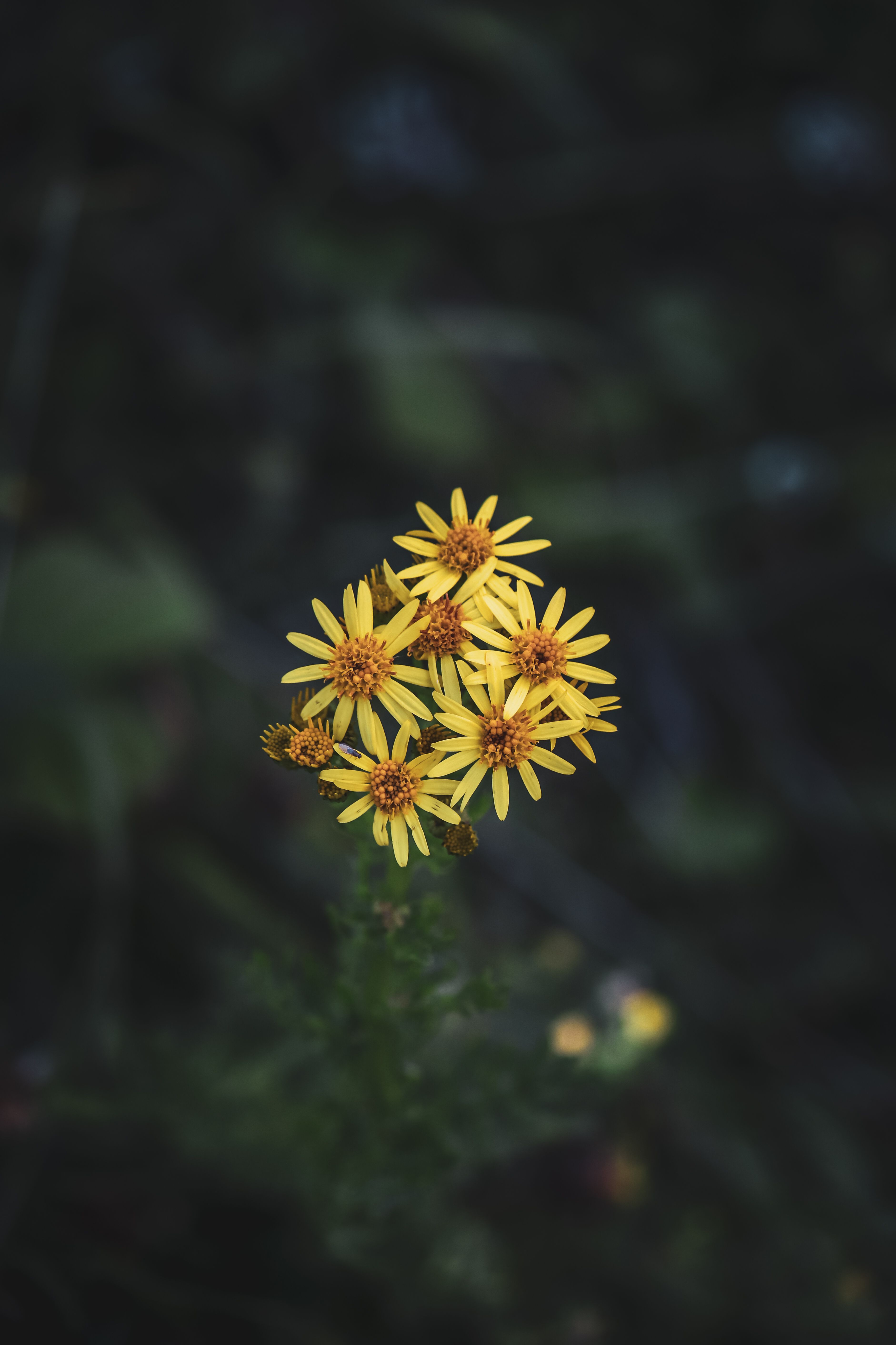 Close-Up Shot of Yellow Flowers in Bloom · Free Stock Photo
