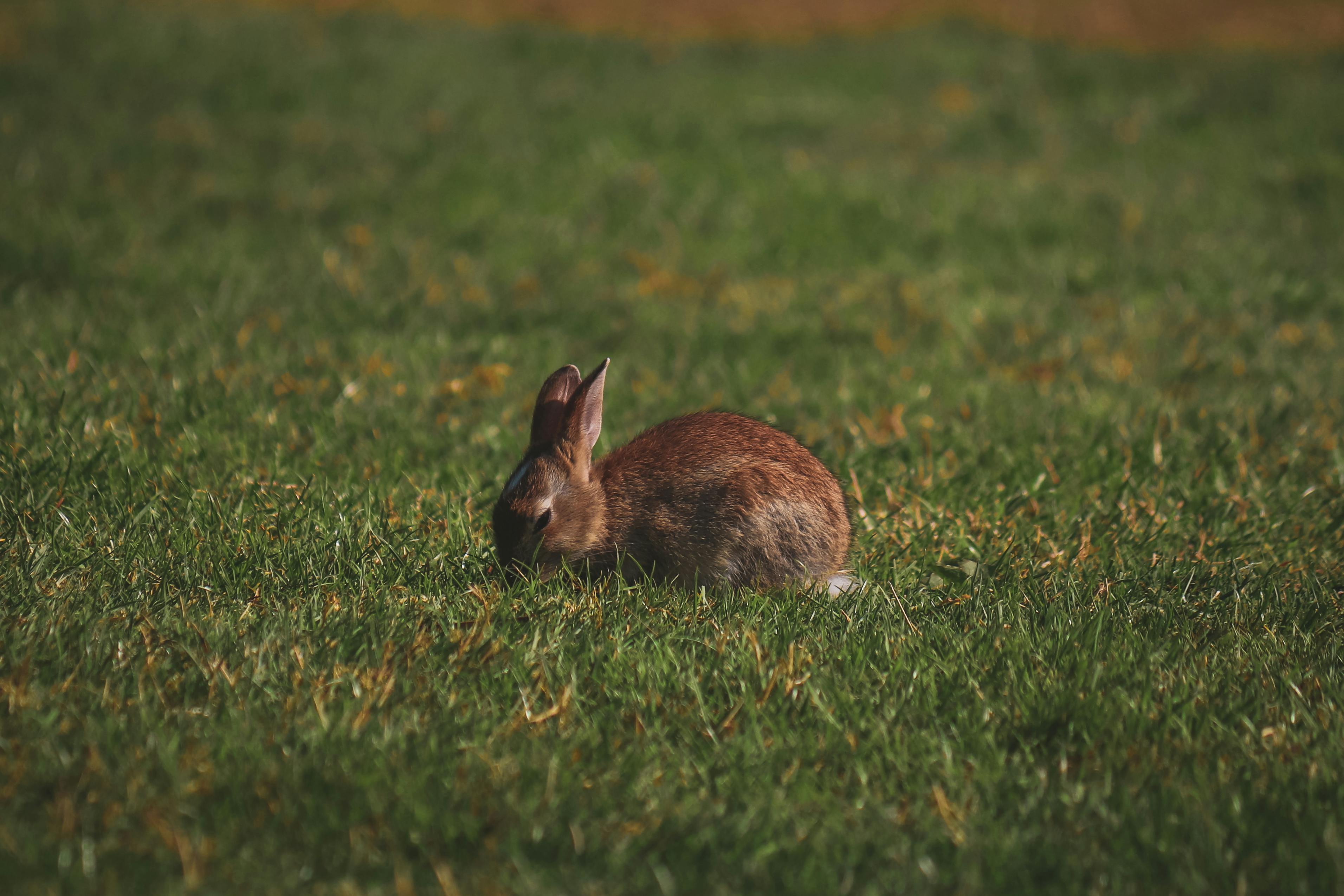 Rabbits on Green Grass Field · Free Stock Photo