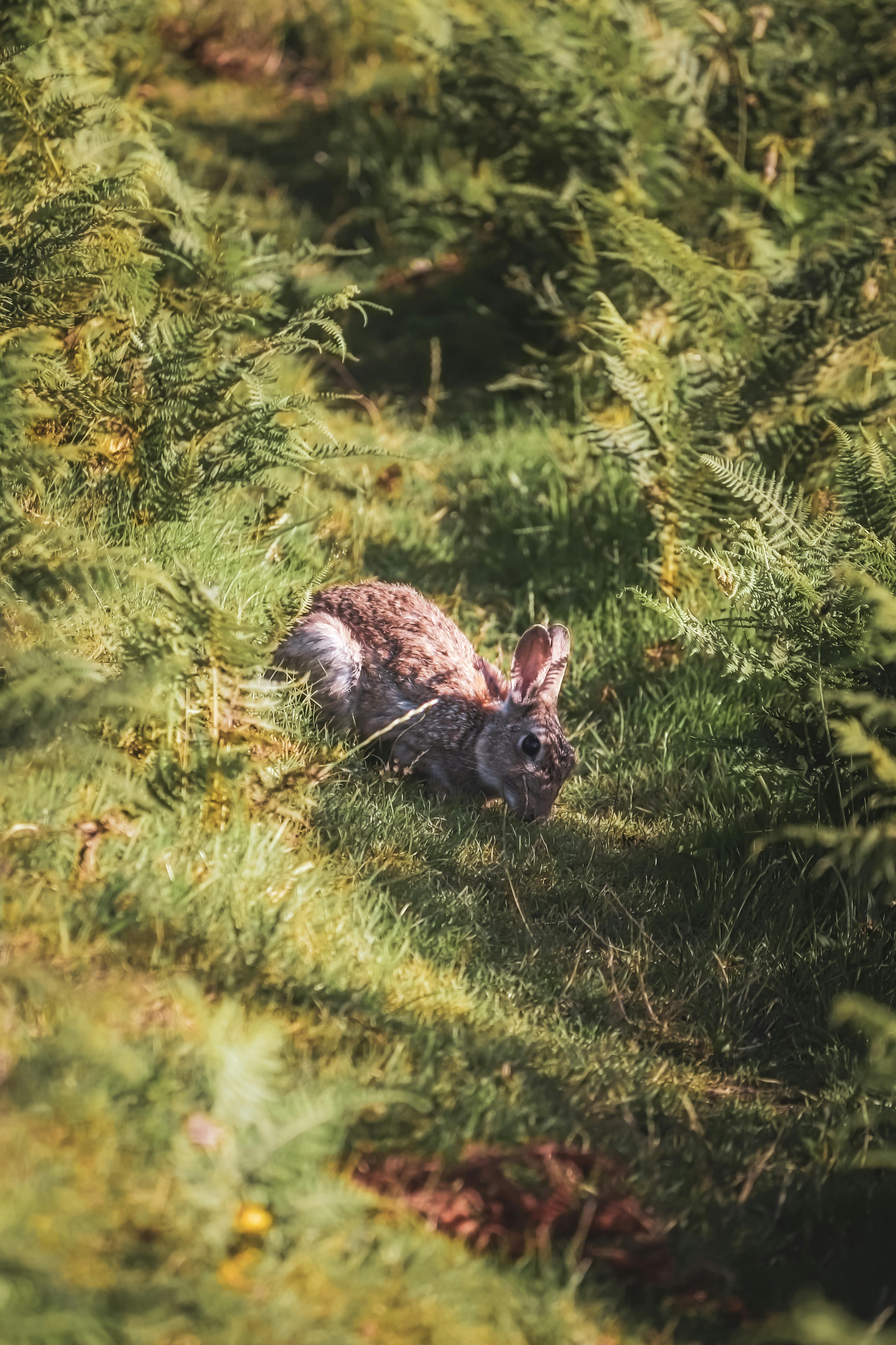 A Brown Rabbit on the Grass · Free Stock Photo