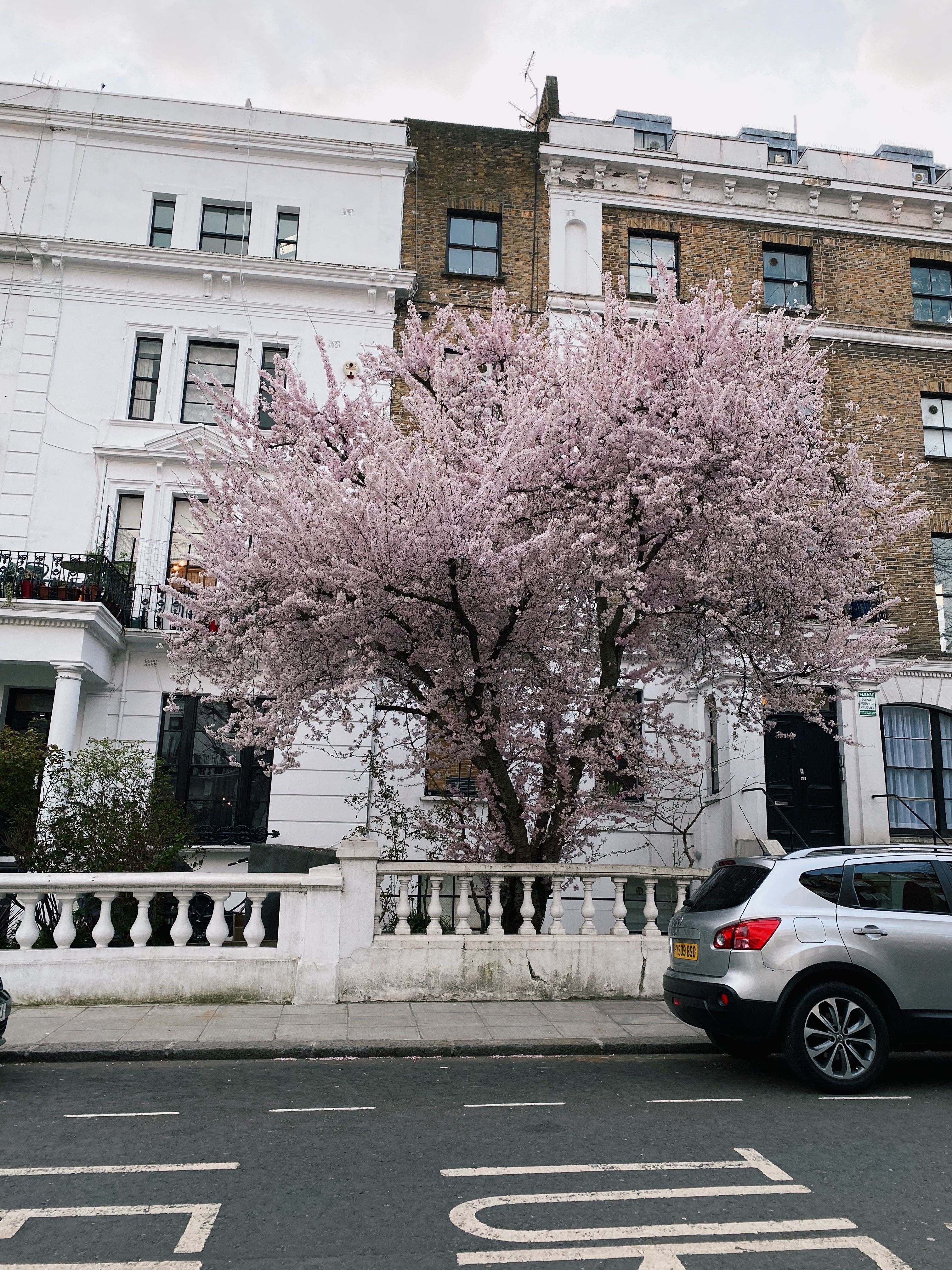 Pink Trees near Street in Town in Spring · Free Stock Photo