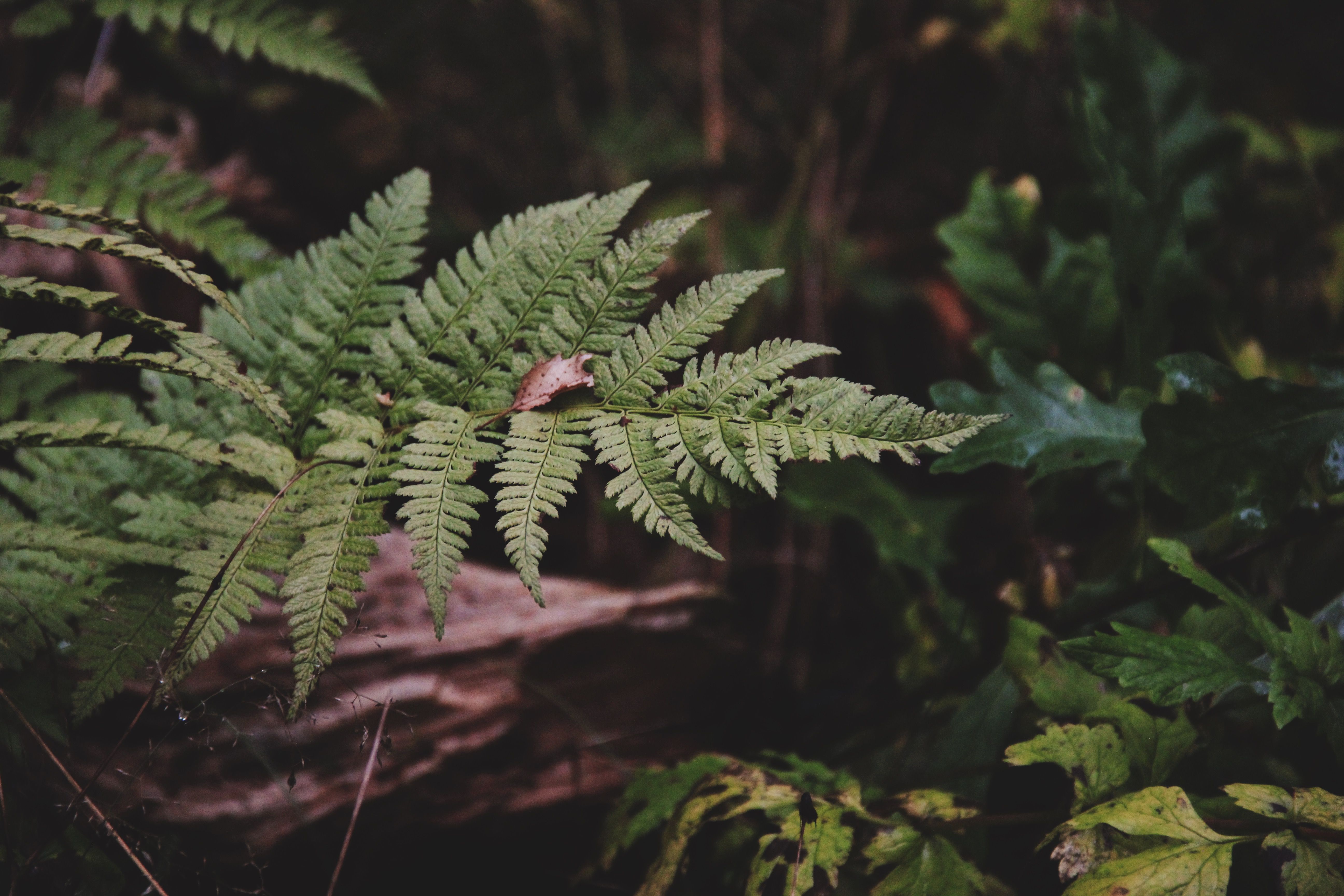 Close-Up Photo of Fern Plant · Free Stock Photo