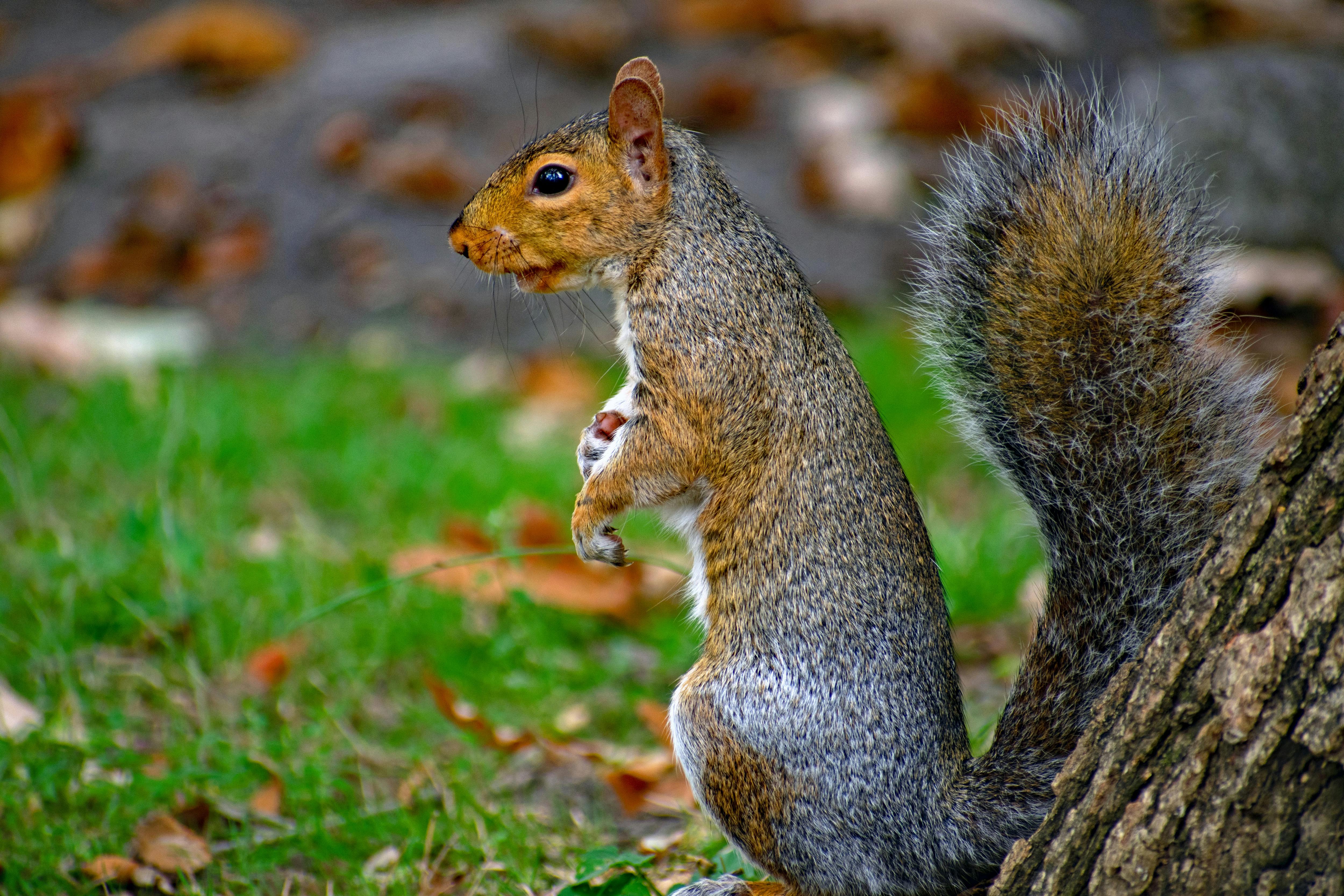 Squirrel on Tree Branch · Free Stock Photo