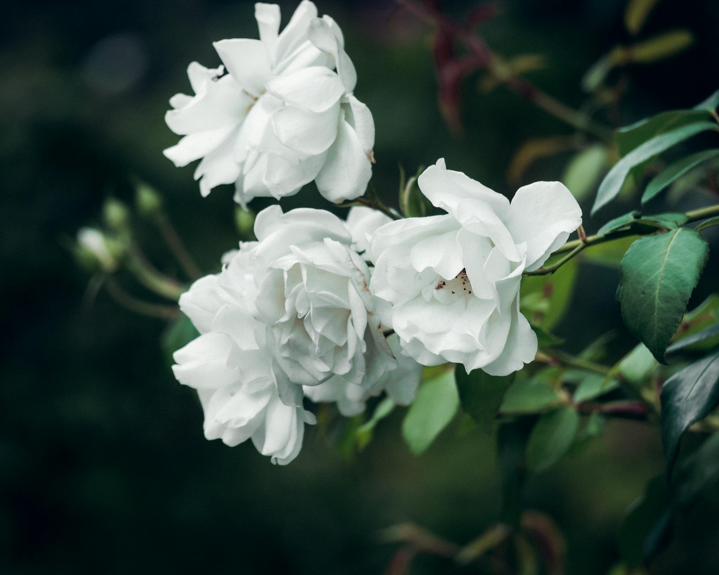 Climbing Roses Photos, Download The BEST Free Climbing Roses Stock ...