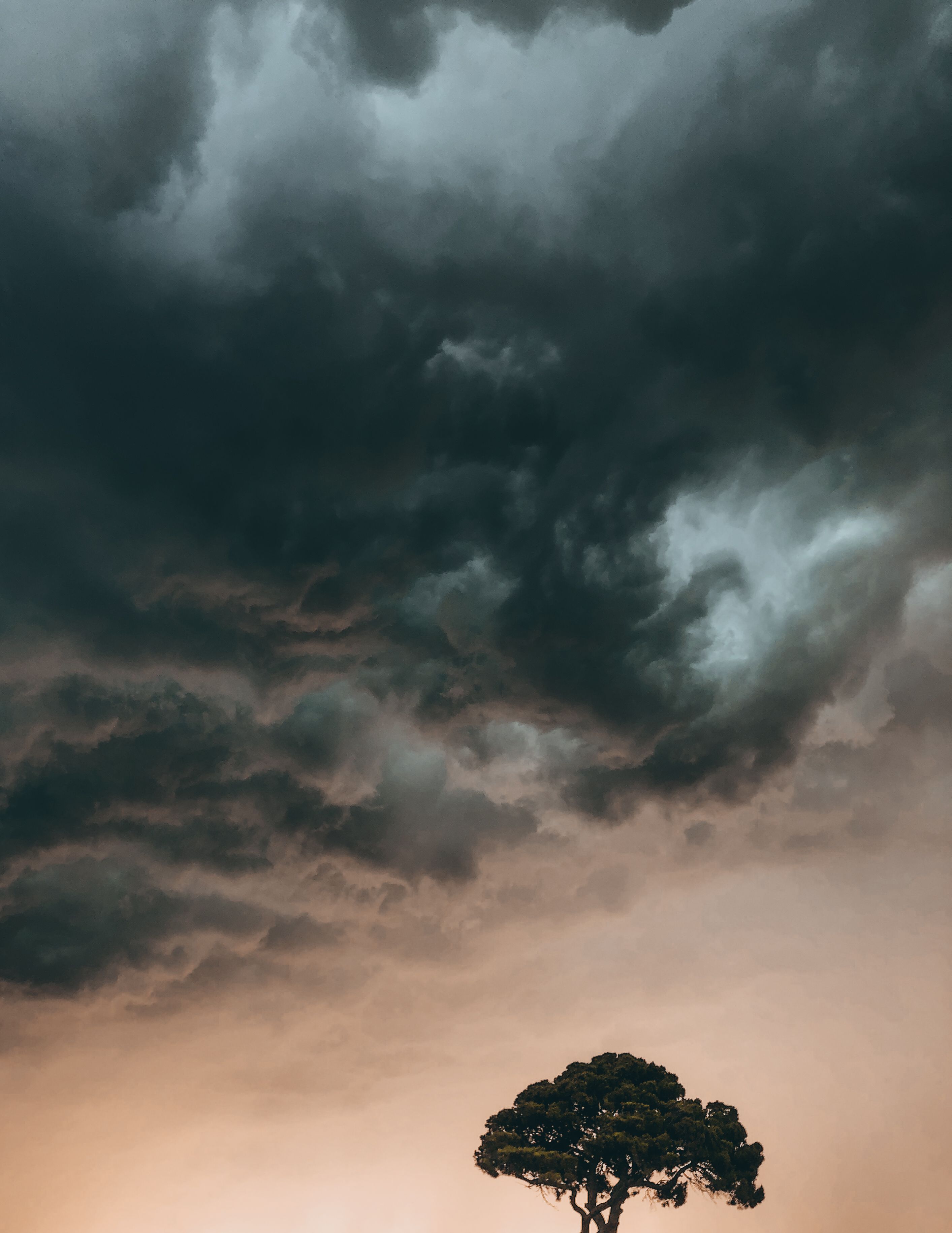 Tree Under Cloudy Sky · Free Stock Photo