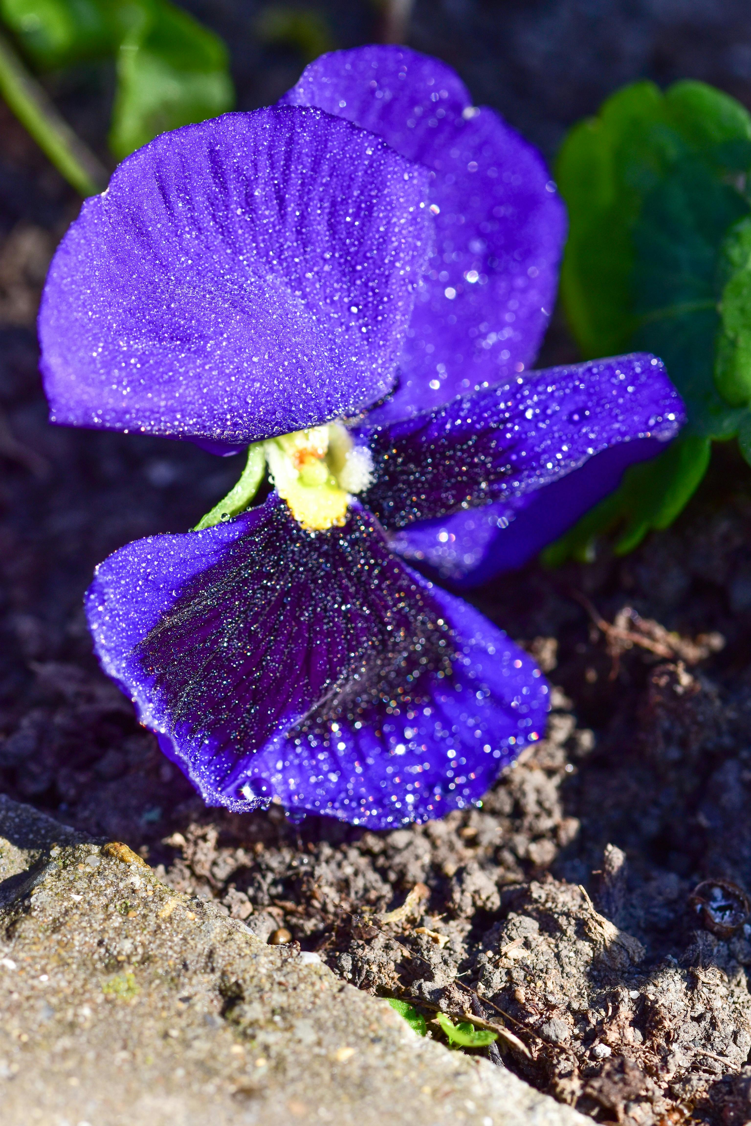 Close Up Photo of Violet Flower · Free Stock Photo