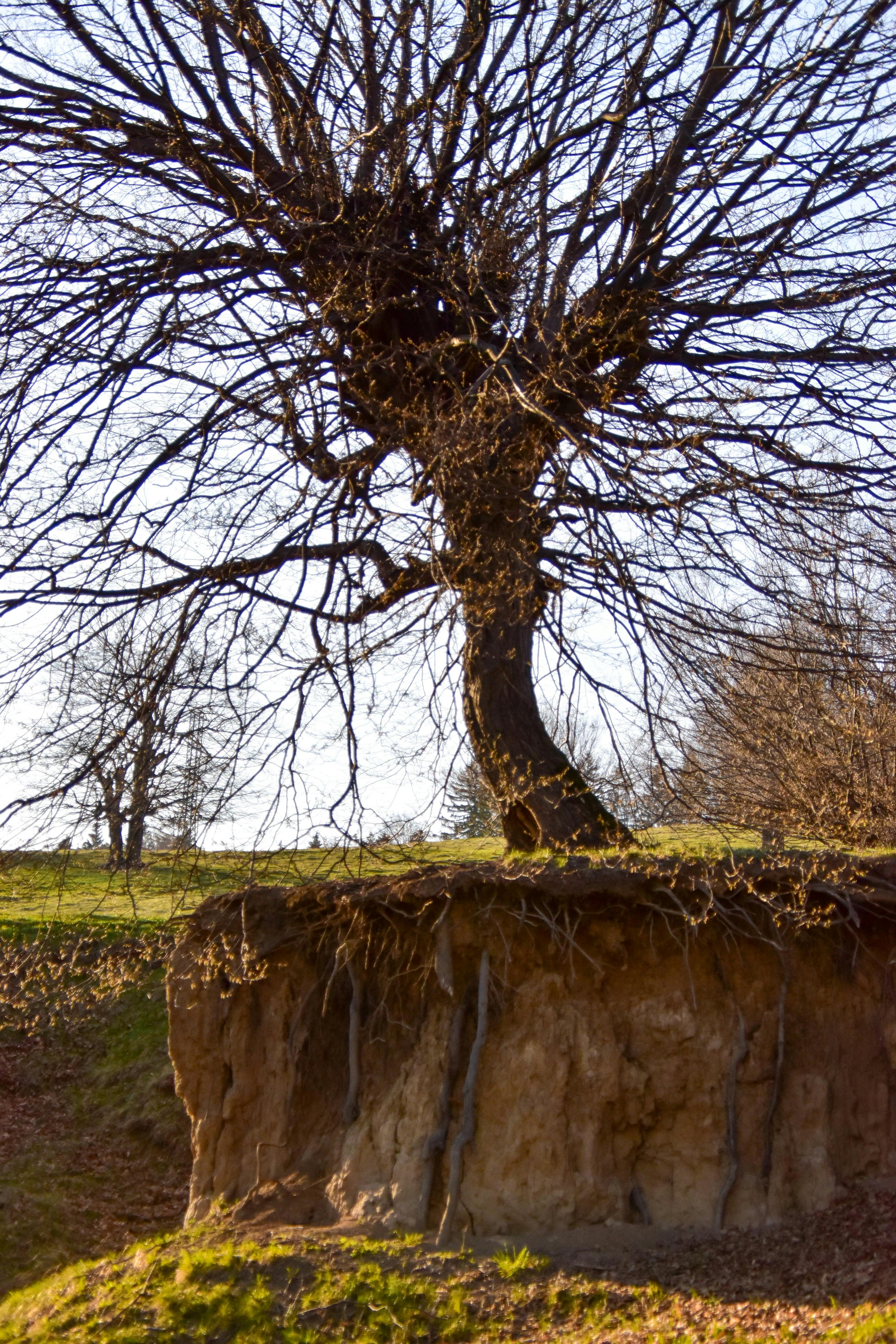 A Solitary Tree Growing On A Cliff Edge, Roots Exposed But Holding ...