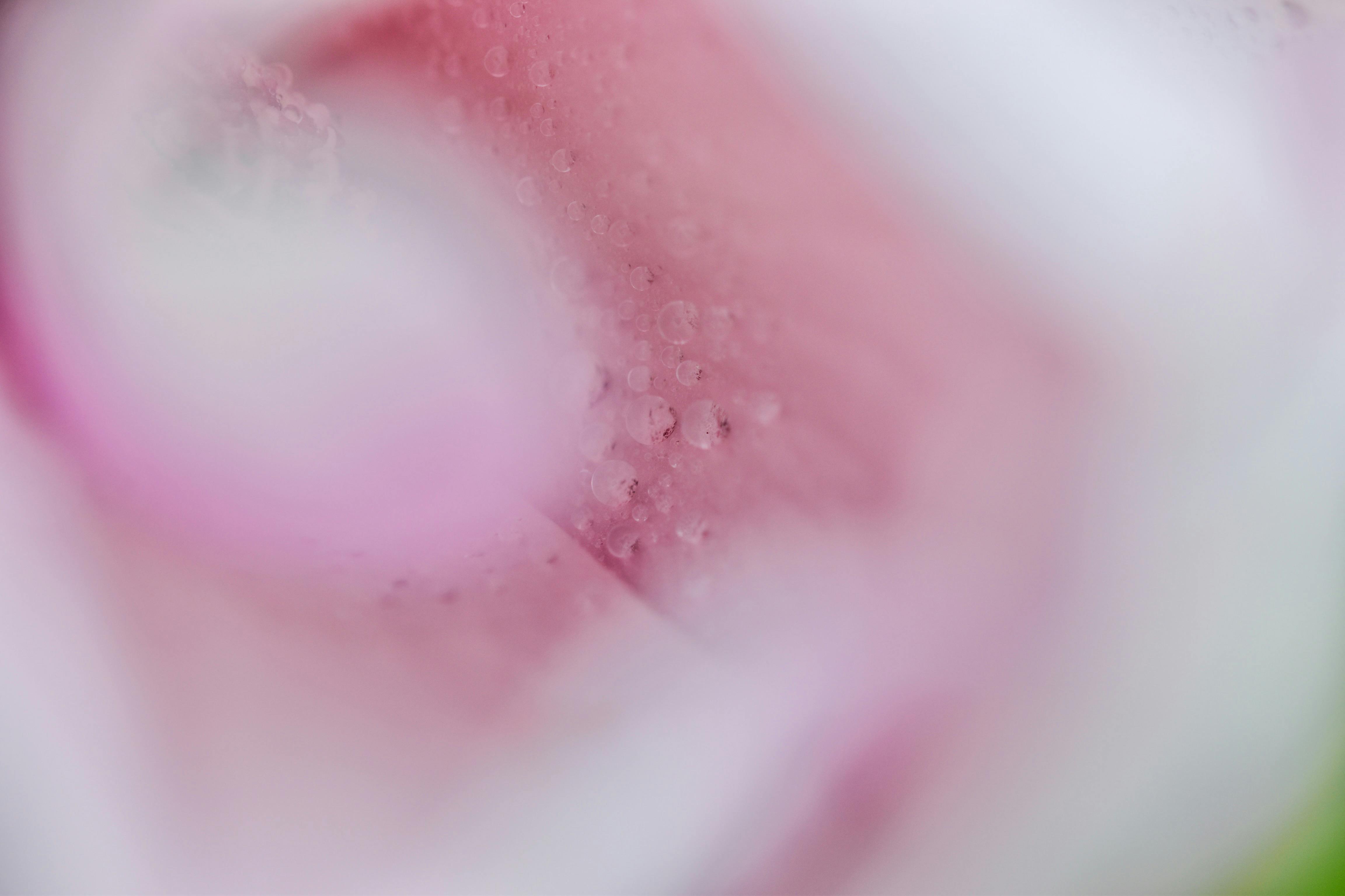 Blurry Photo of Scattered Roses · Free Stock Photo