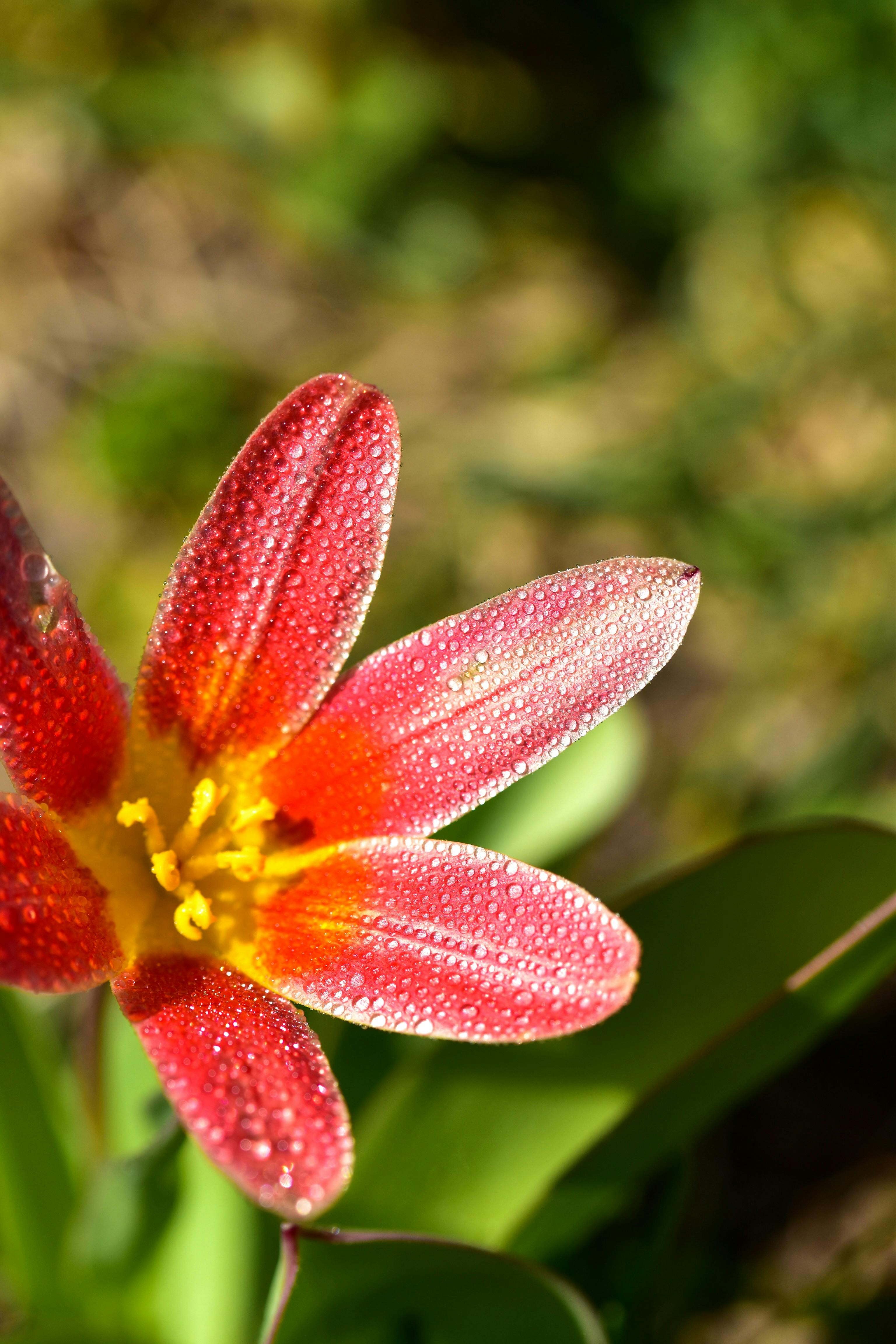 Close-up Photography of a Lily Flower with Dewdrops · Free Stock Photo