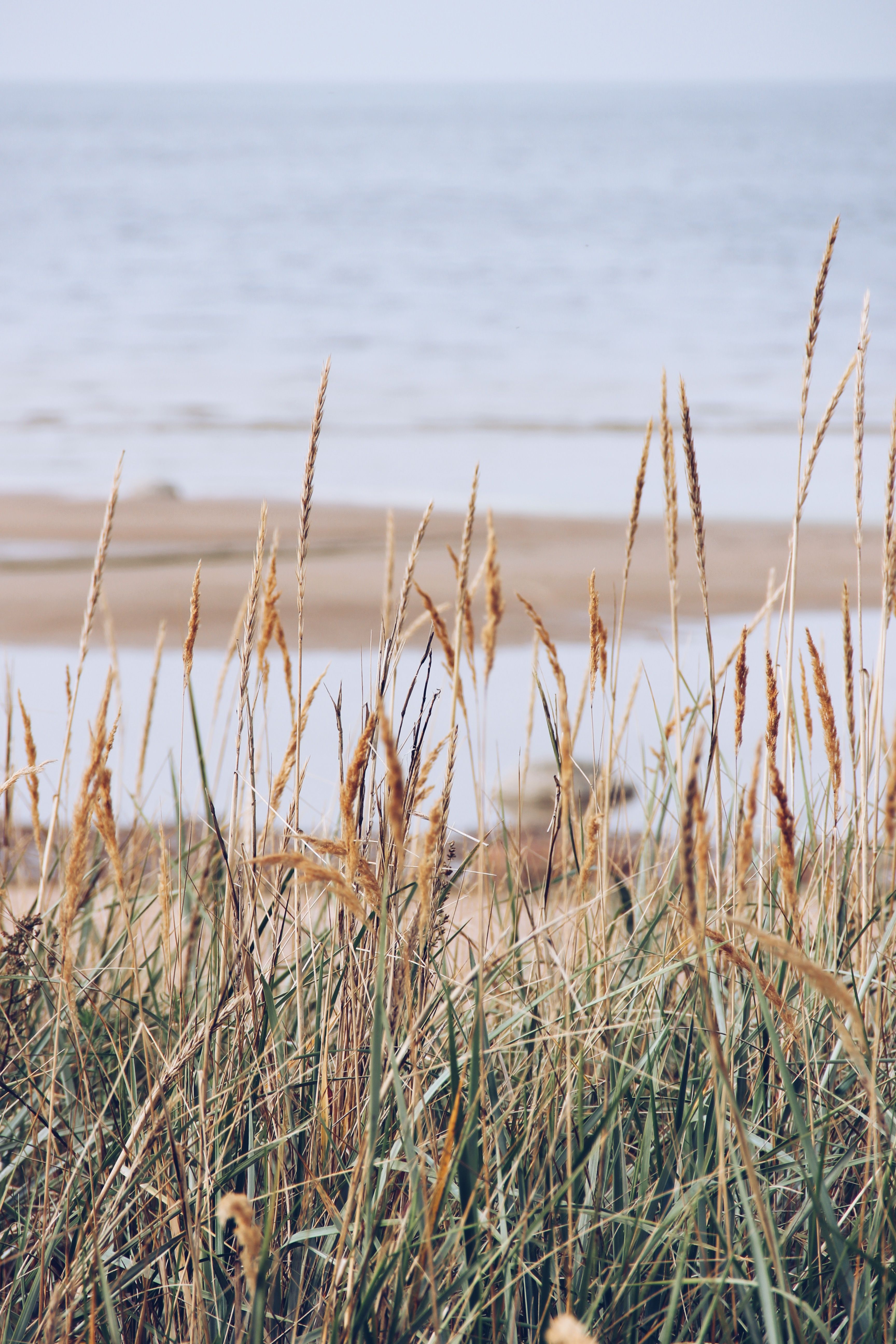 Grass at Beach · Free Stock Photo