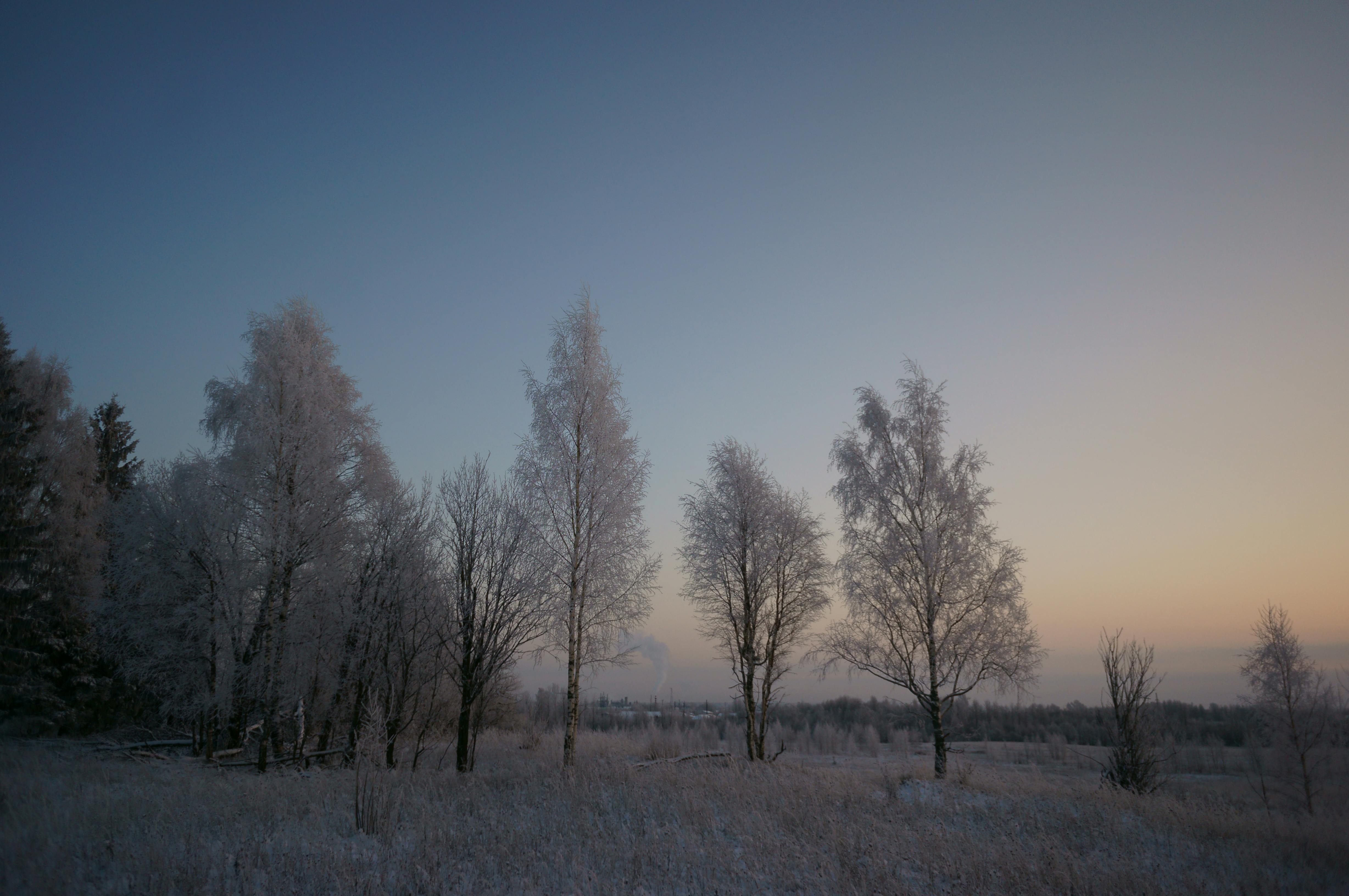 Snowy Field Near Trees Under Golden Hour · Free Stock Photo