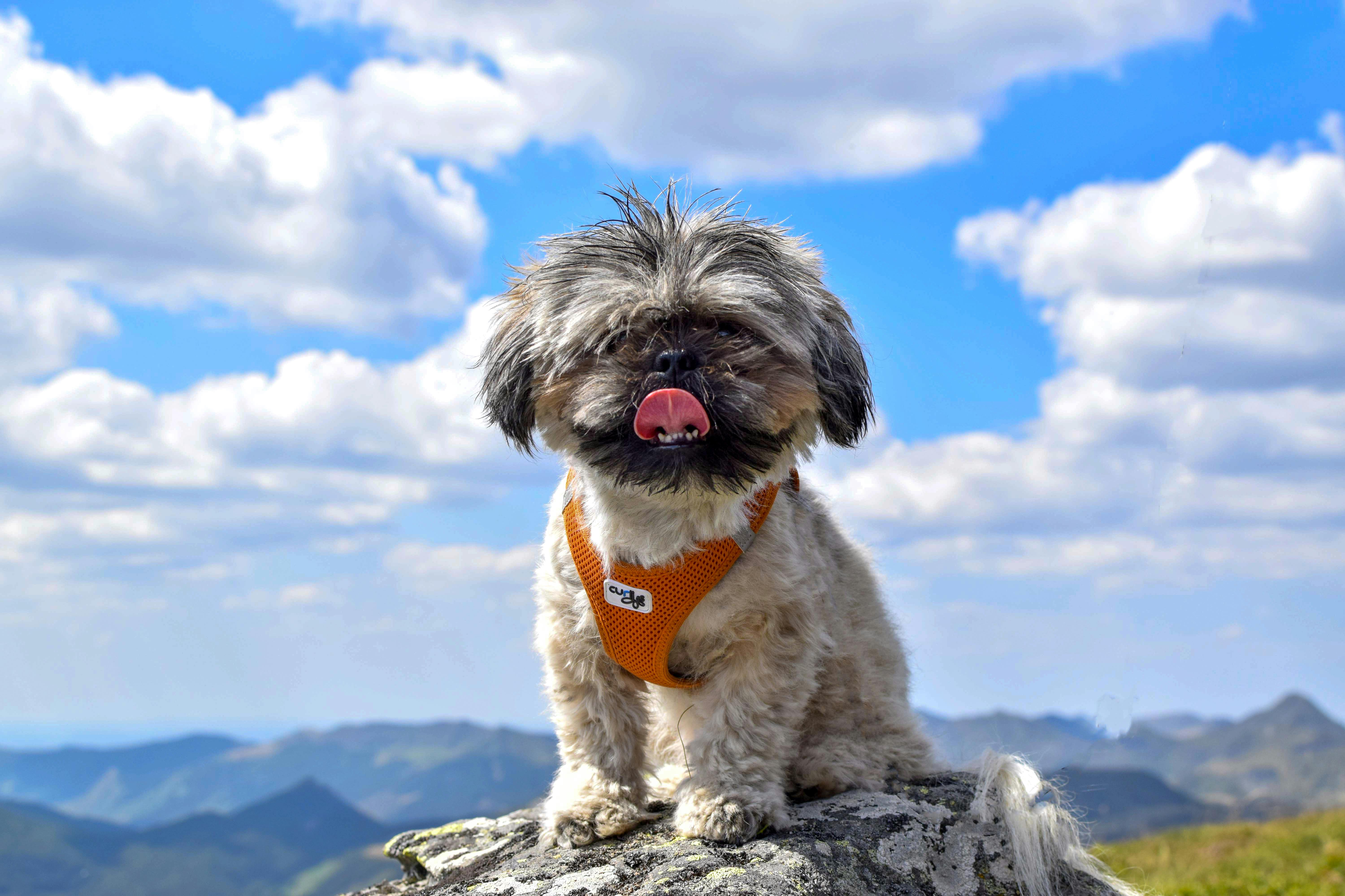 Dog On Mountain Photos, Download The BEST Free Dog On Mountain Stock ...