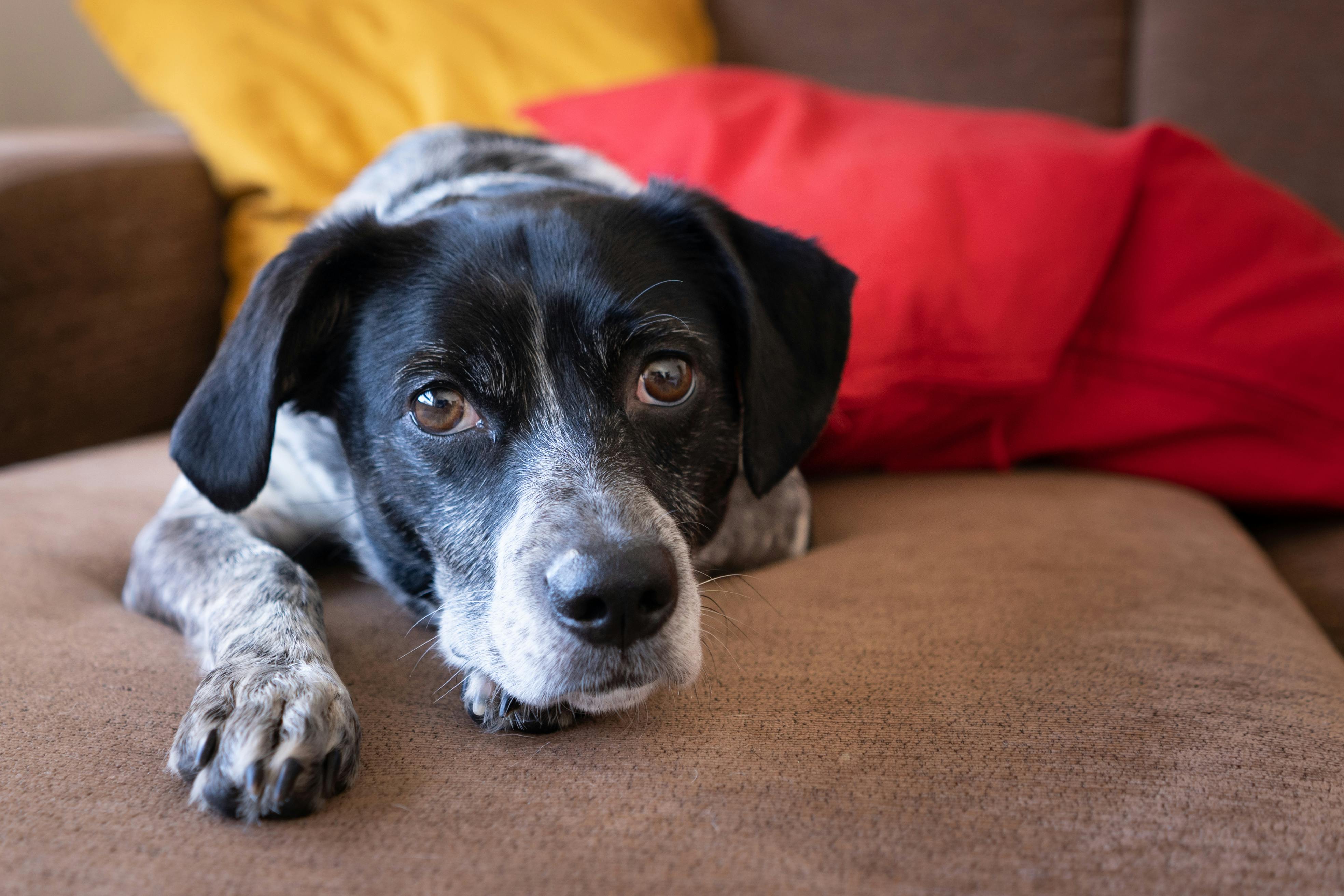 A Cute Dog Lying on the Couch · Free Stock Photo