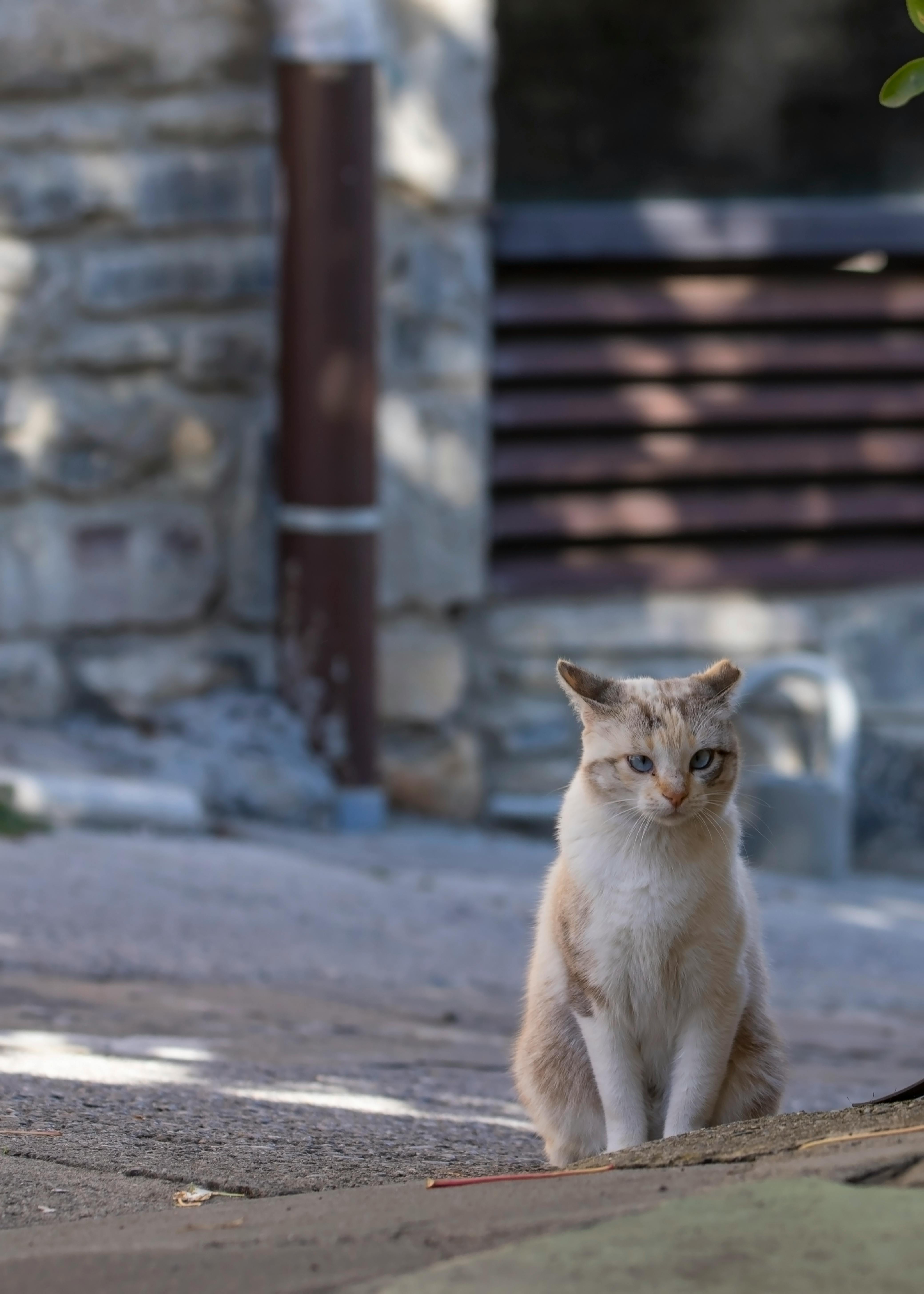 Cats on Pavement · Free Stock Photo