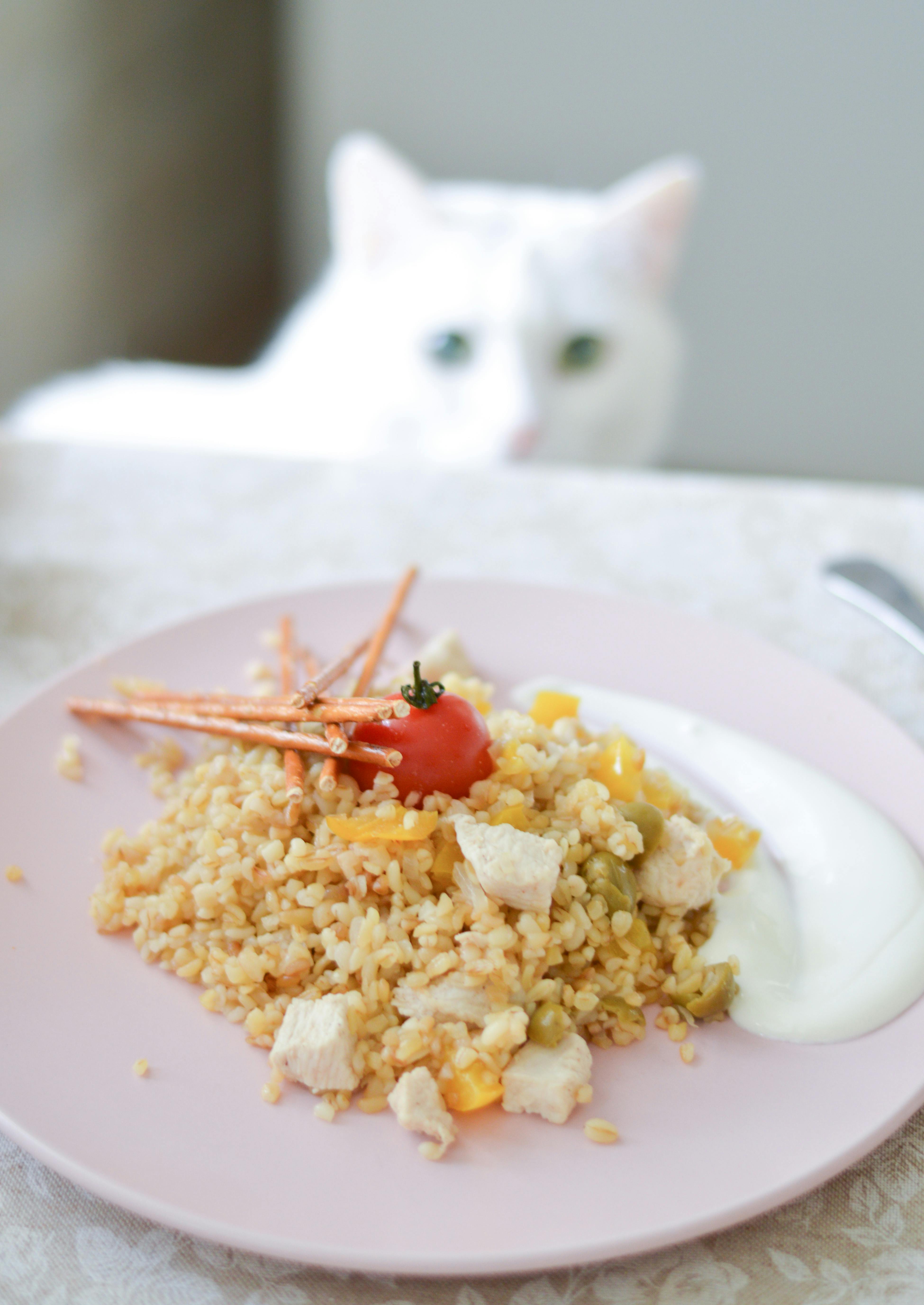 Pet Plate Photos, Download The BEST Free Pet Plate Stock Photos & HD Images