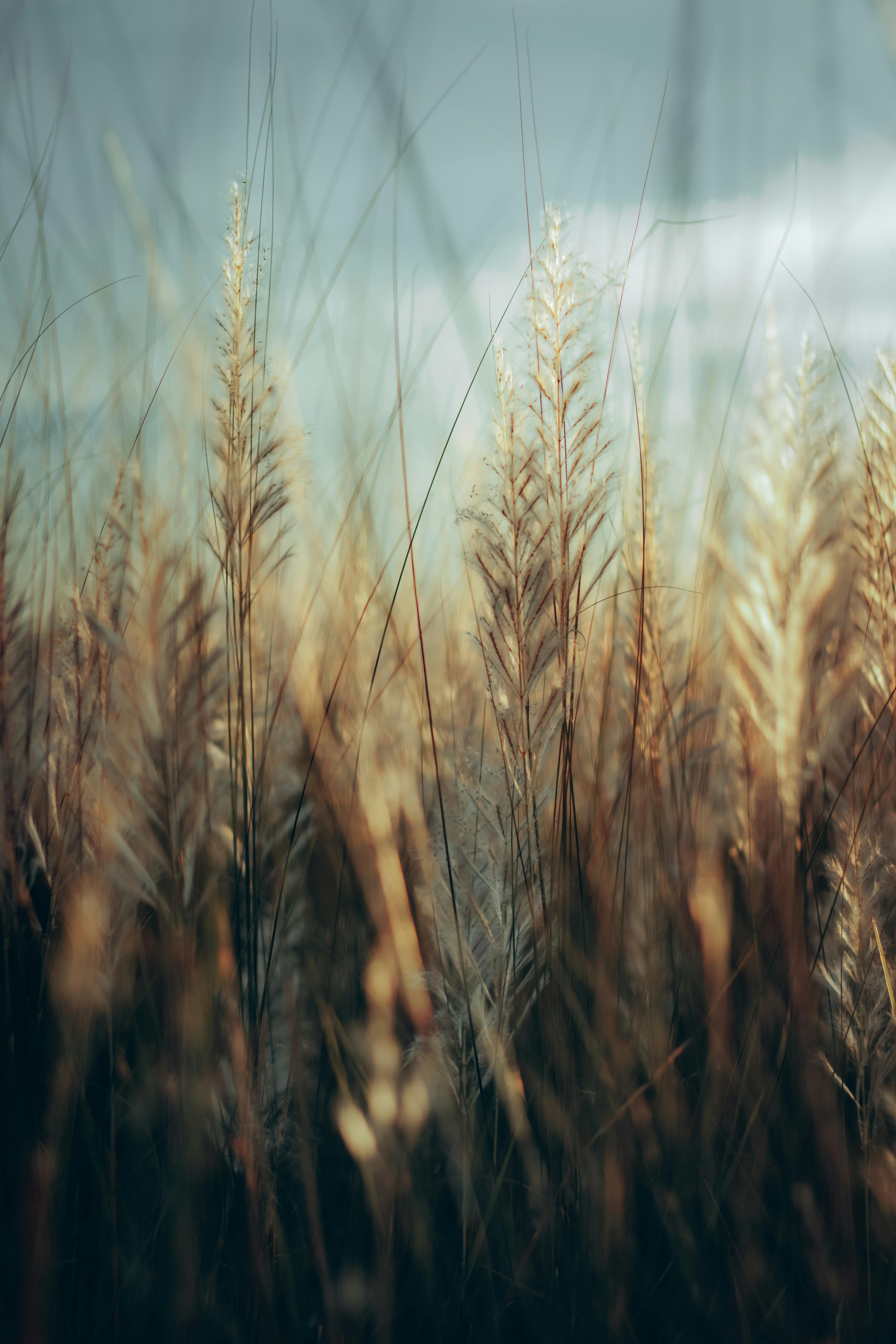 Brown Grass Field · Free Stock Photo