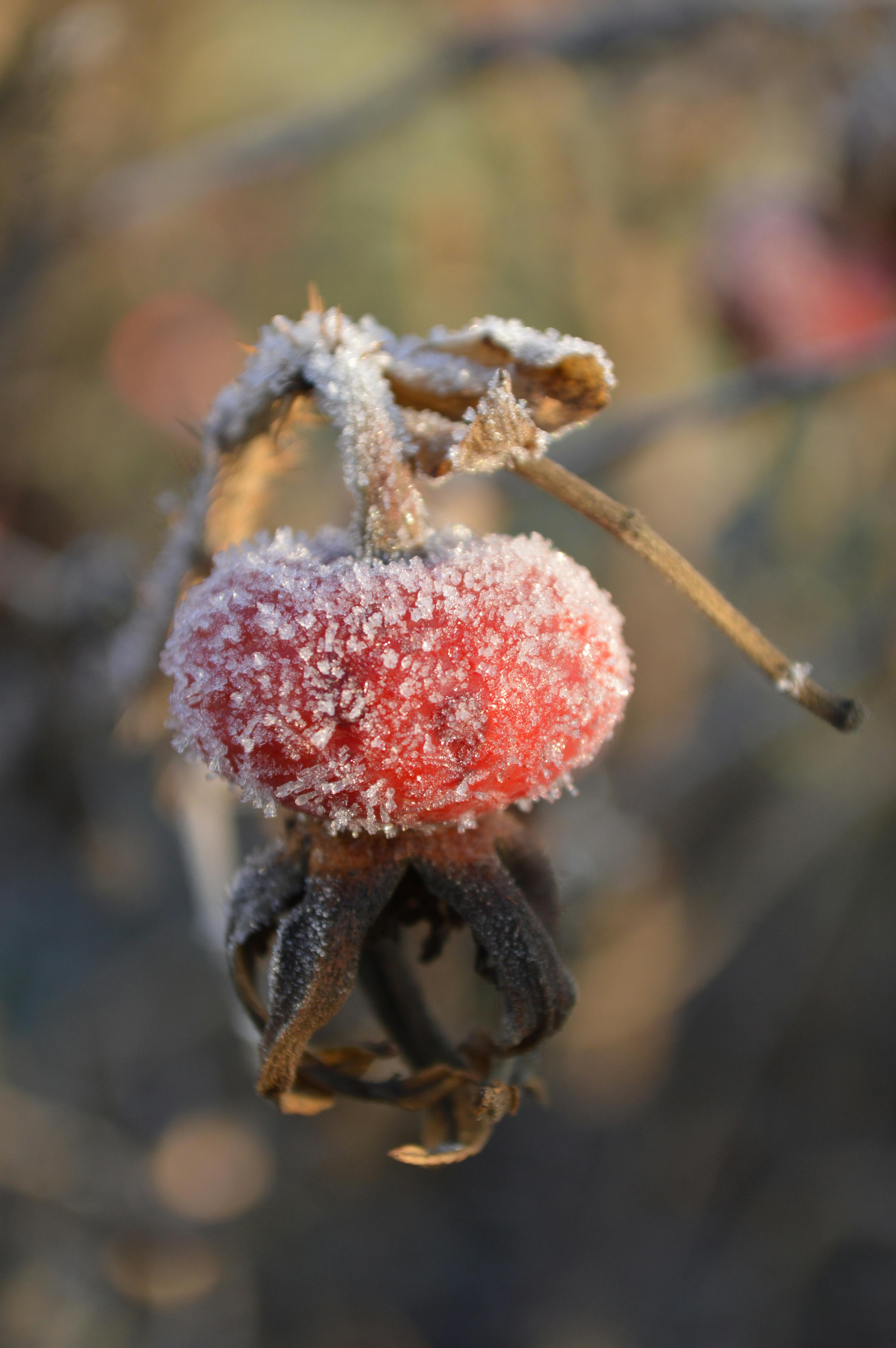 Close up of a Berry · Free Stock Photo