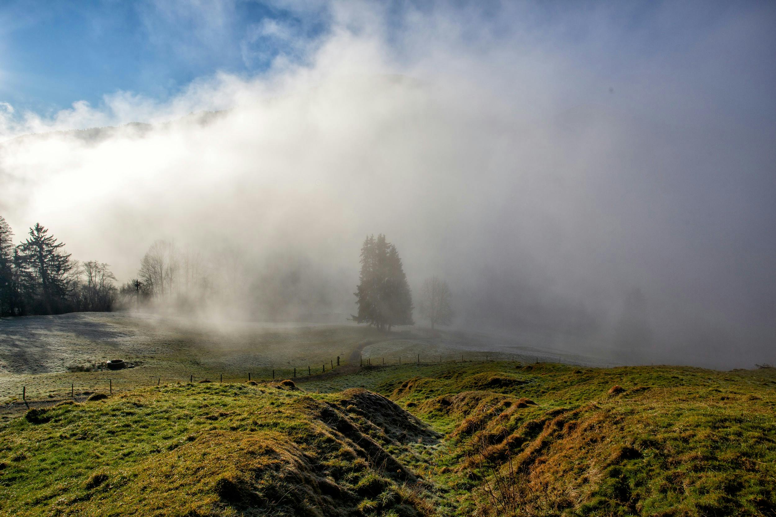 Foggy Green Grass Field with Trees · Free Stock Photo