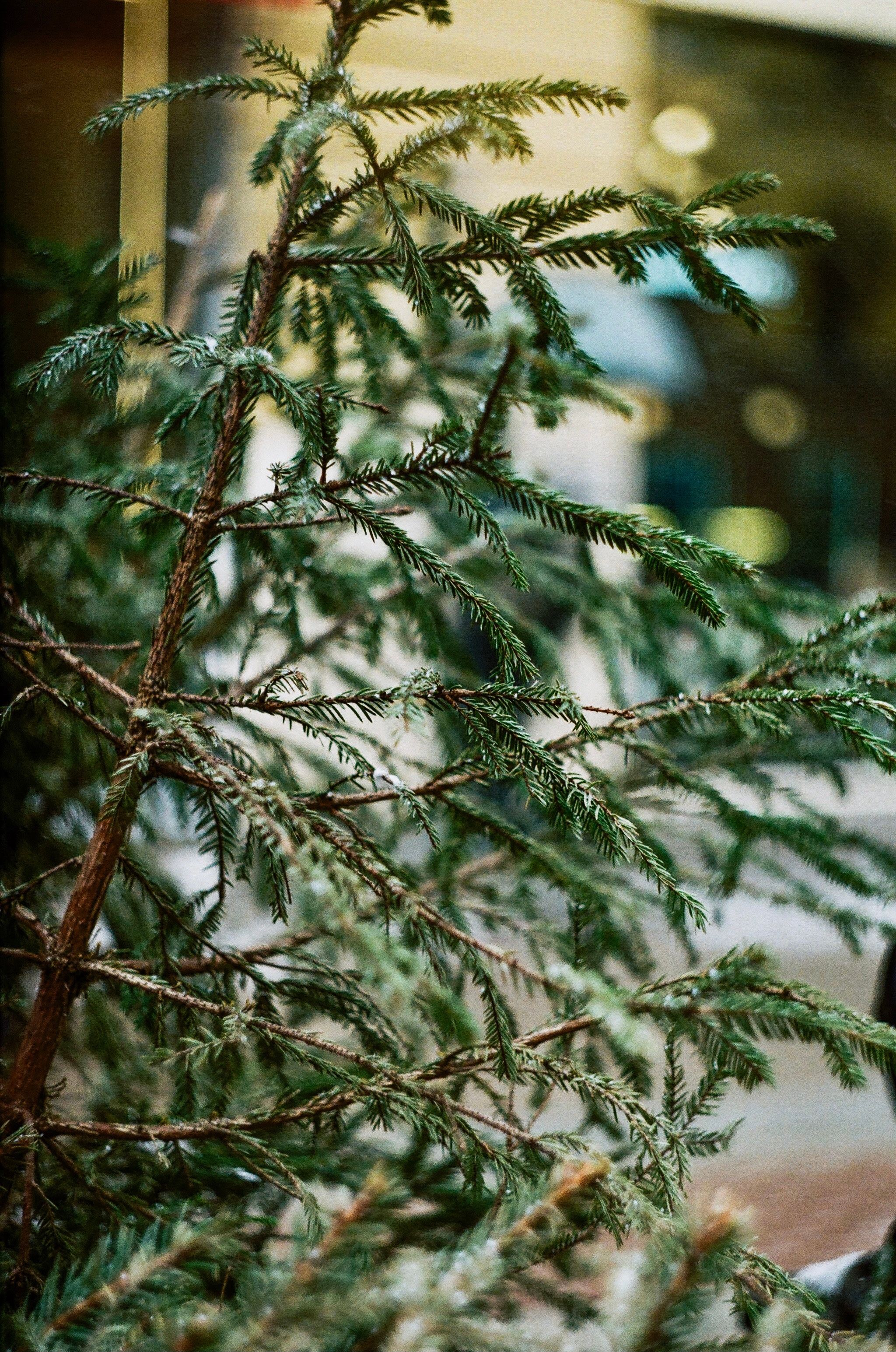 An Extreme Close-Up on Coniferous Branch · Free Stock Photo