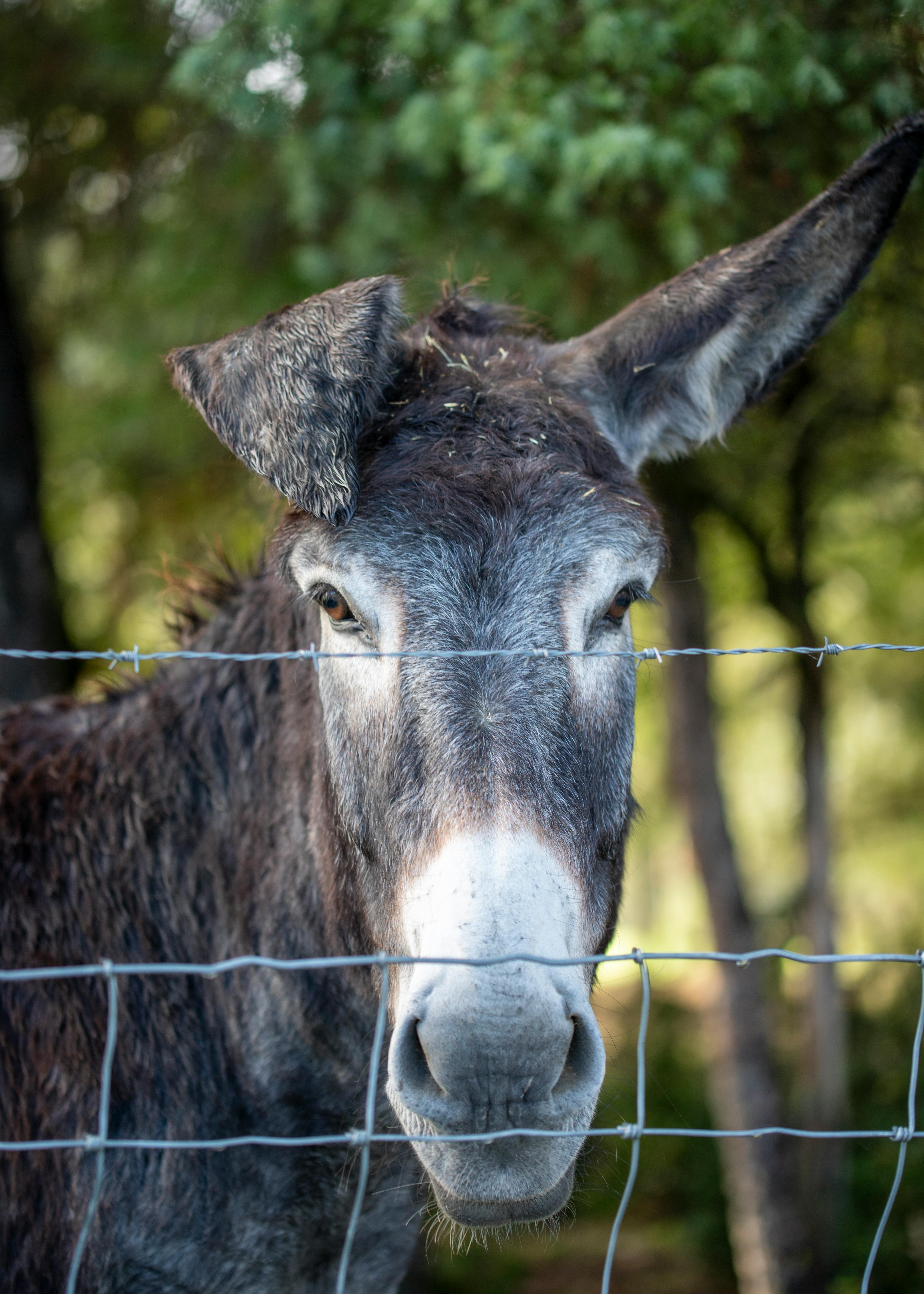 Syrian Wild Ass Photos, Download The BEST Free Syrian Wild Ass Stock ...