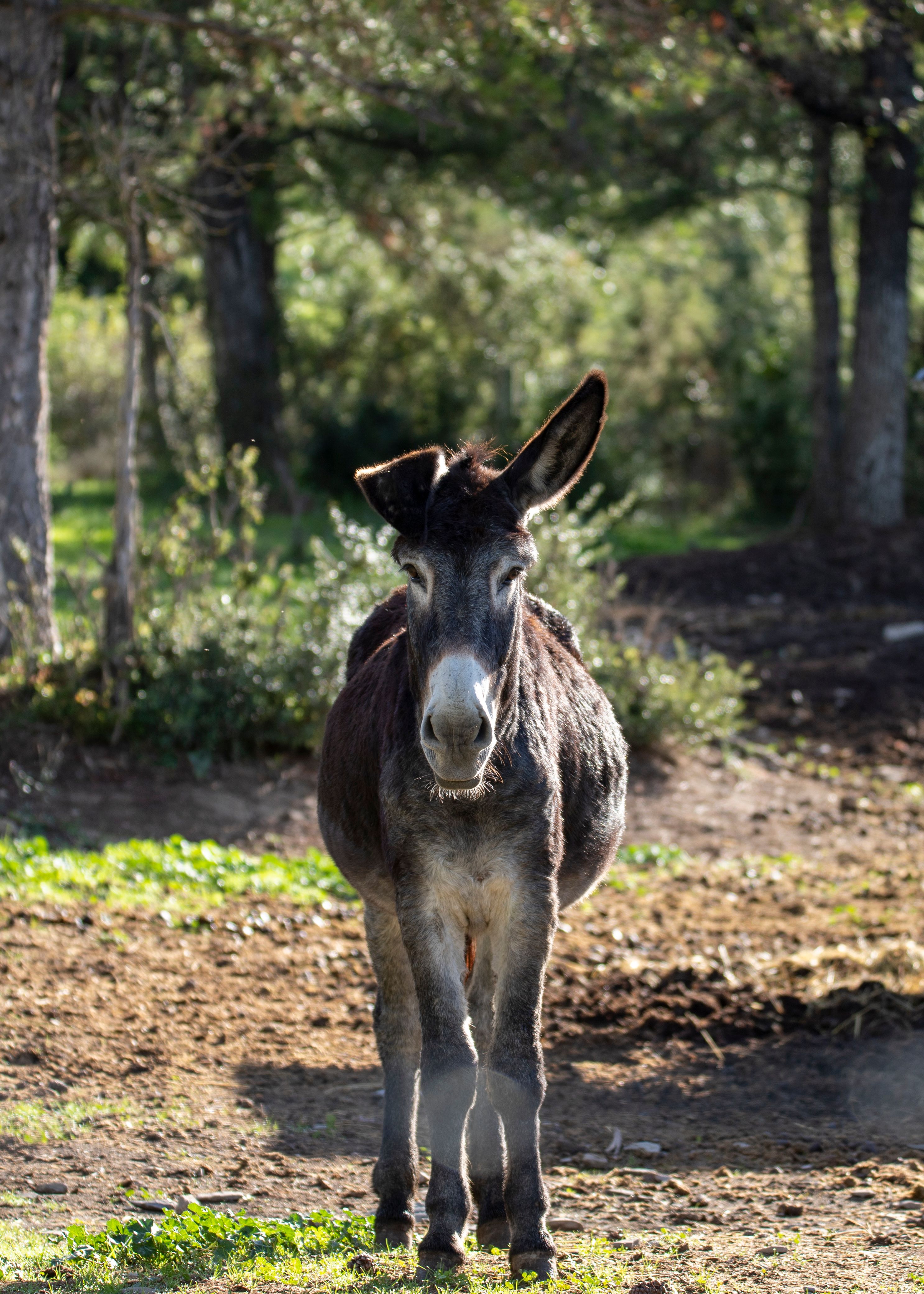Donkey Standing by the Trees · Free Stock Photo