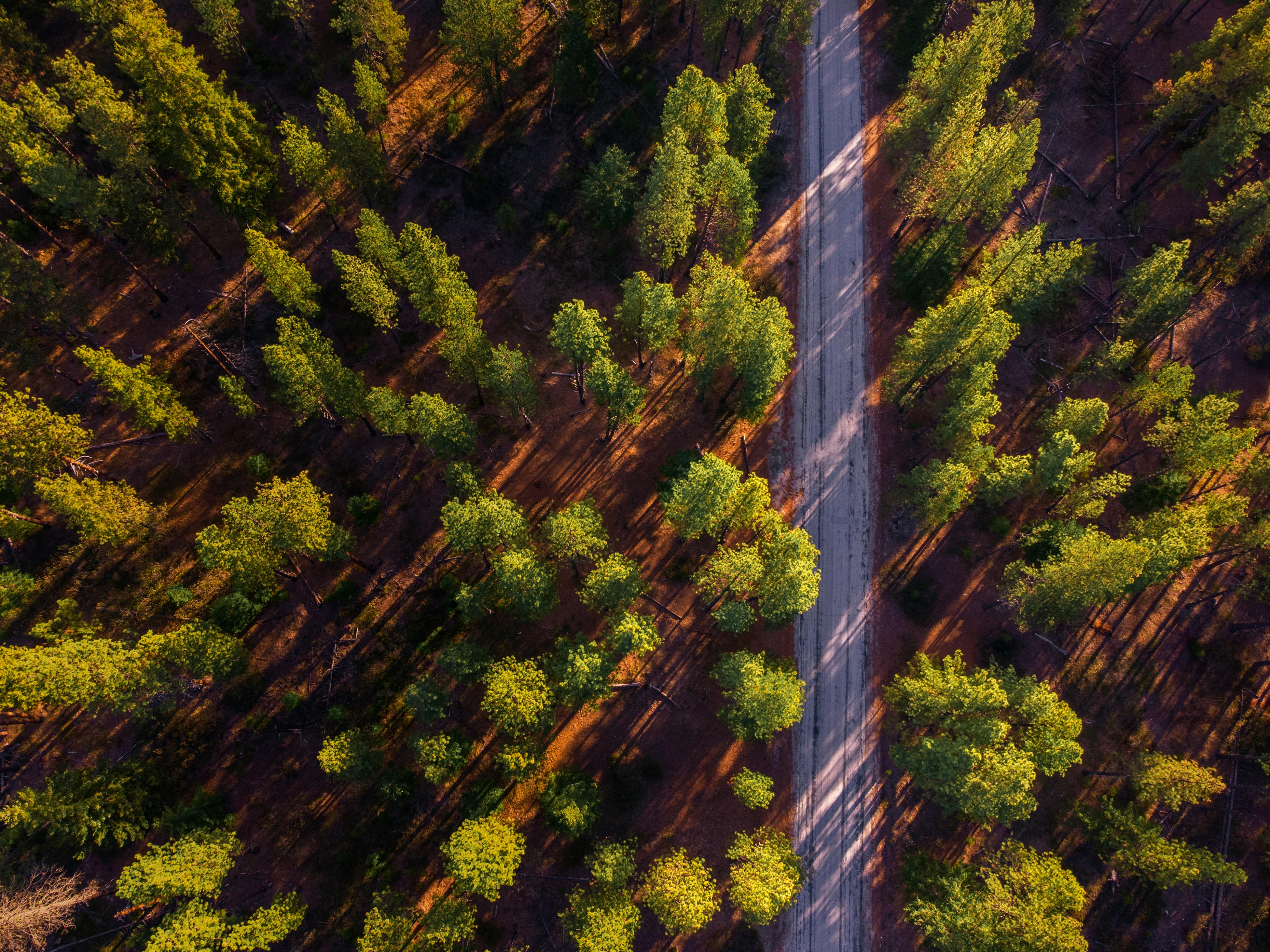 A Road Between Trees · Free Stock Photo