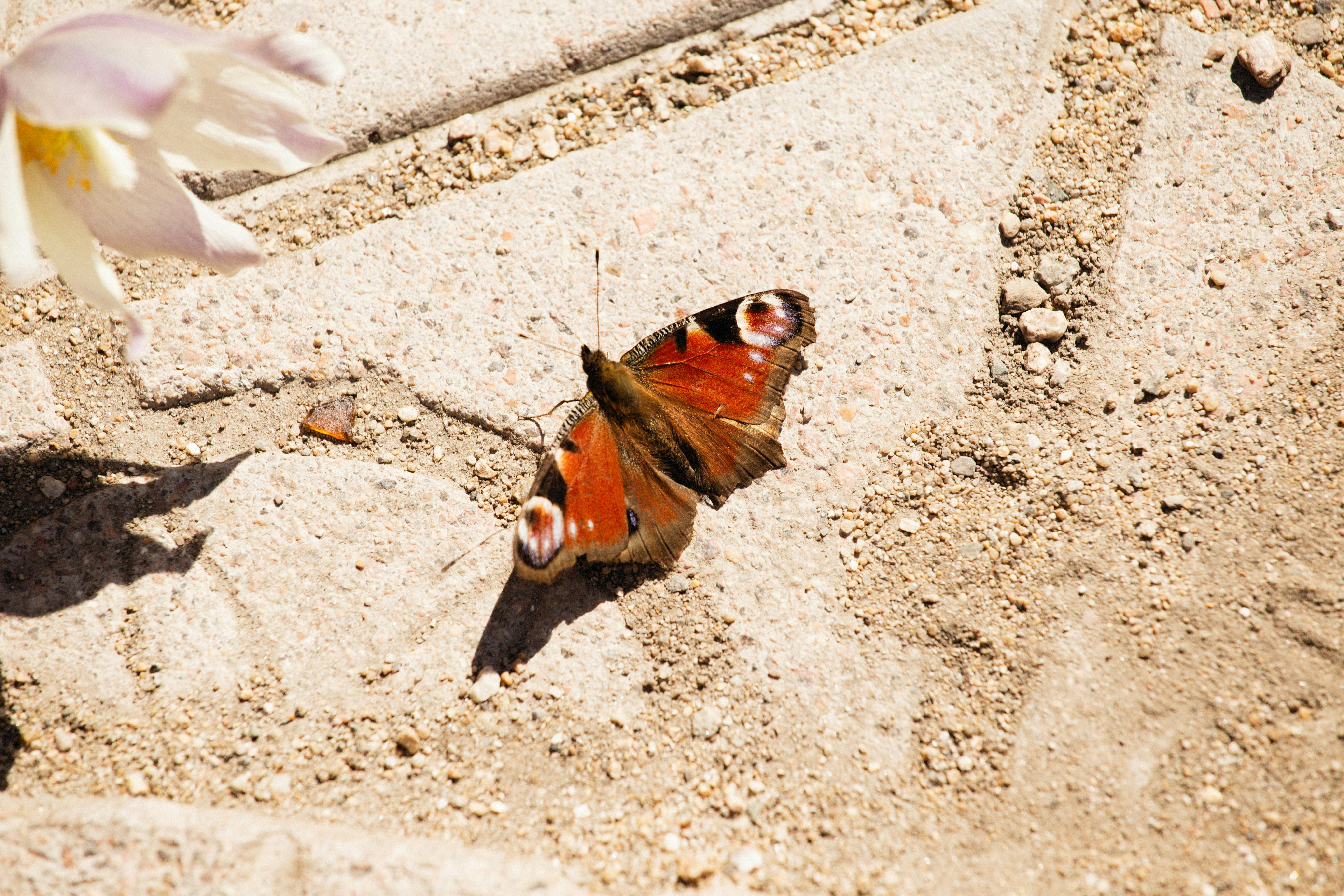 A Brown and Rust Colored Moth on Ground · Free Stock Photo