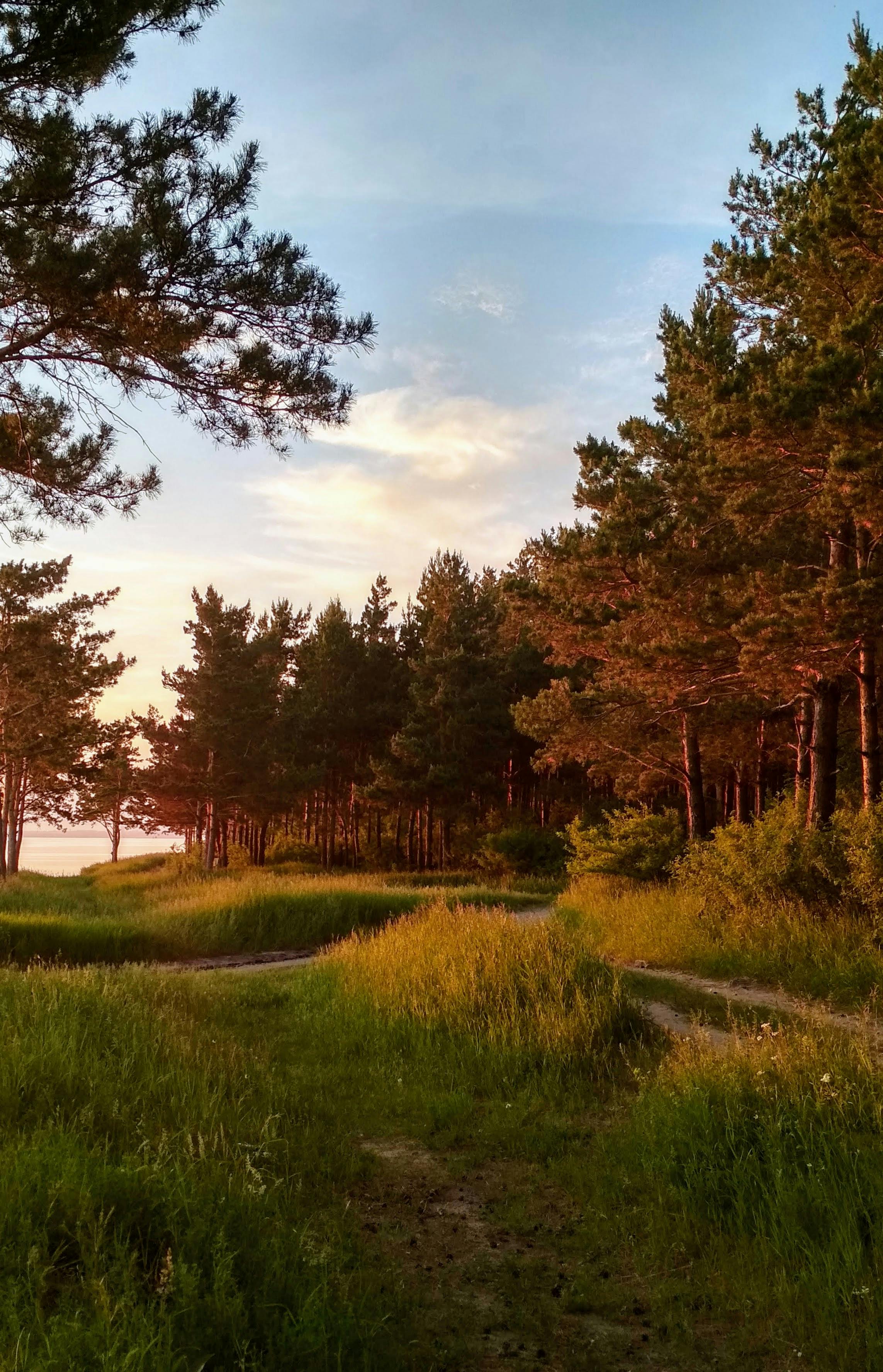 Green Grass Field Surrounded by Trees Under Blue Sky · Free Stock Photo