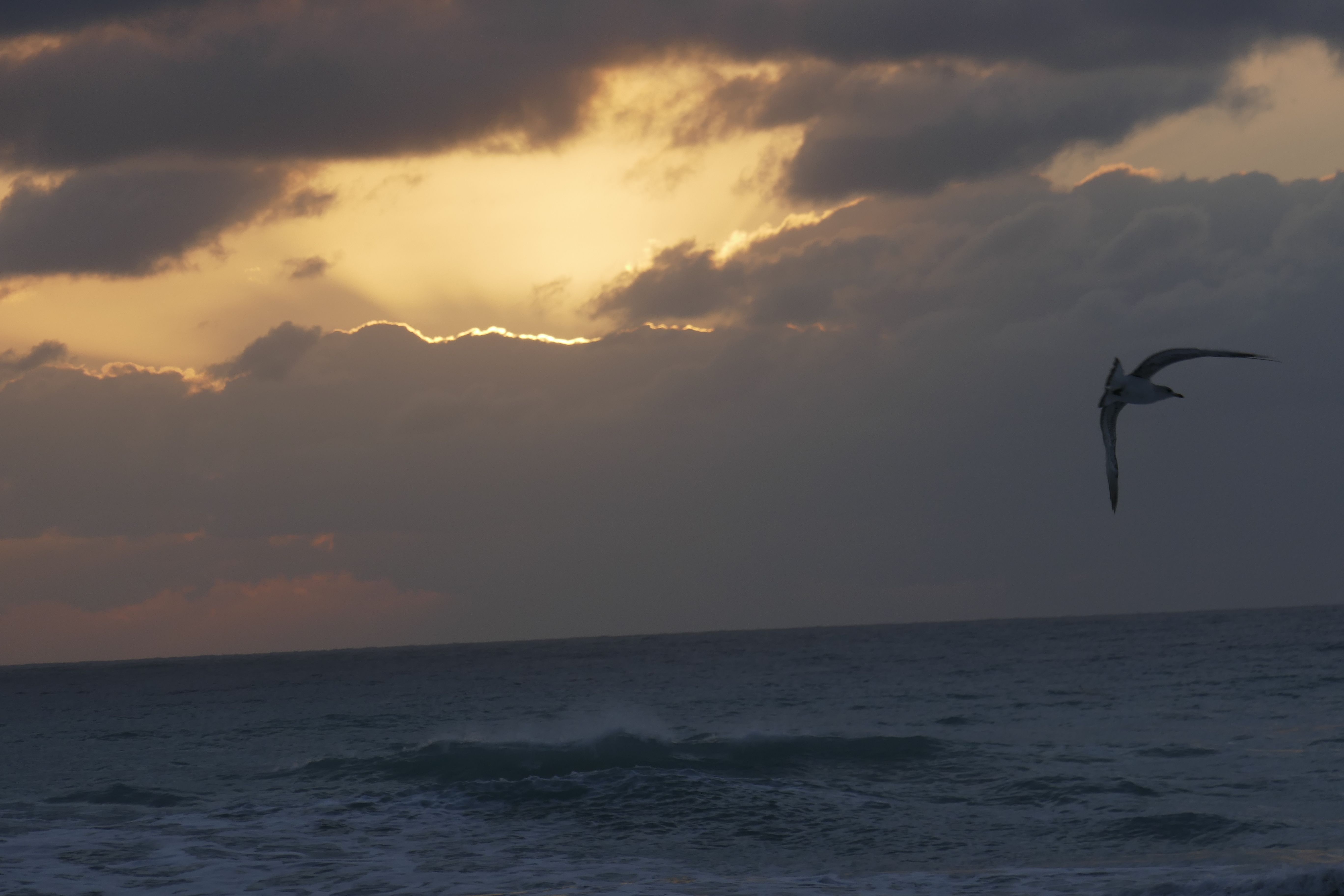 Free stock photo of beach, seagull, sunrise