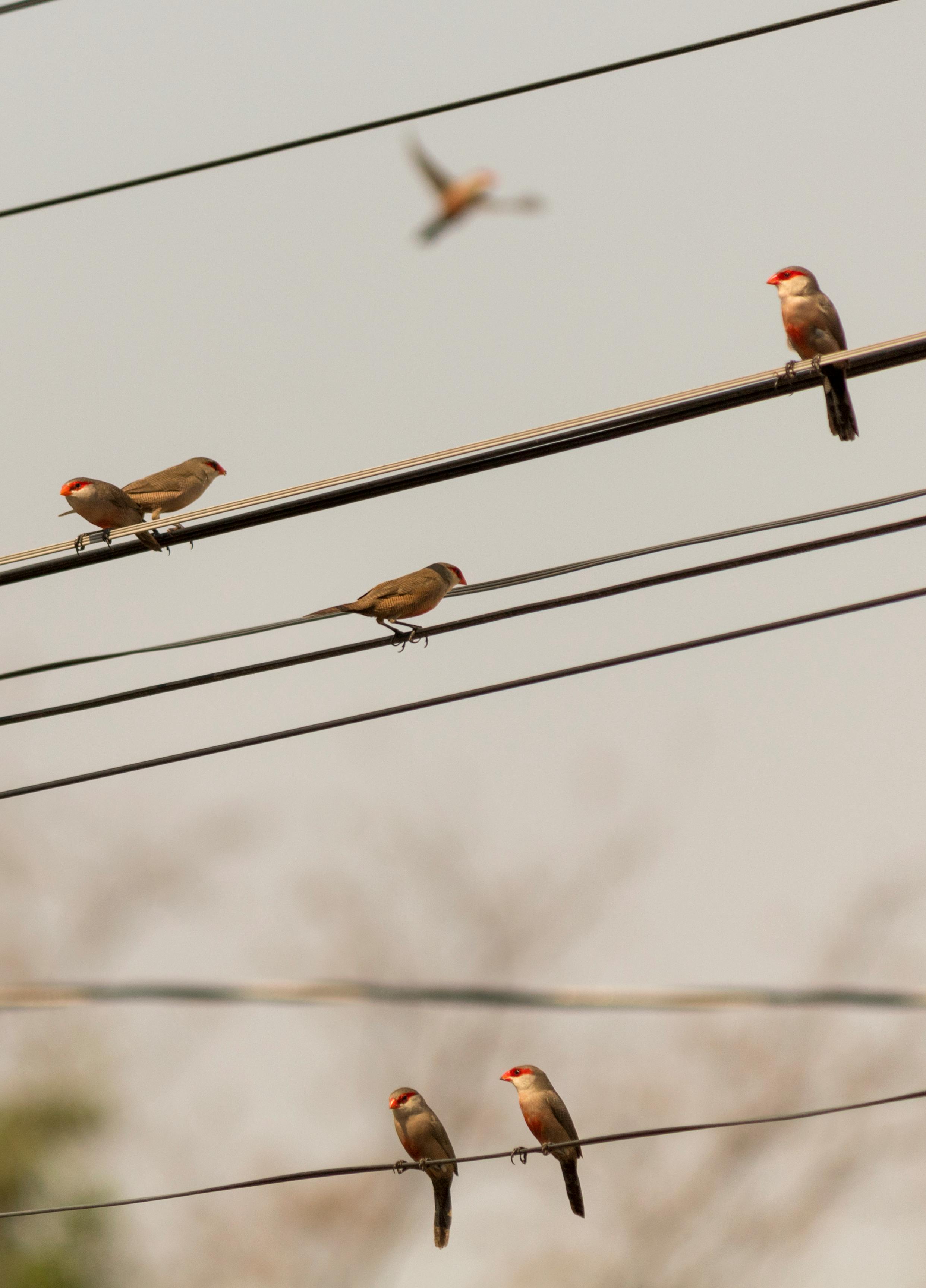 33,423+ Best Free Birds on a wire Stock Photos & Images · 100% Royalty ...