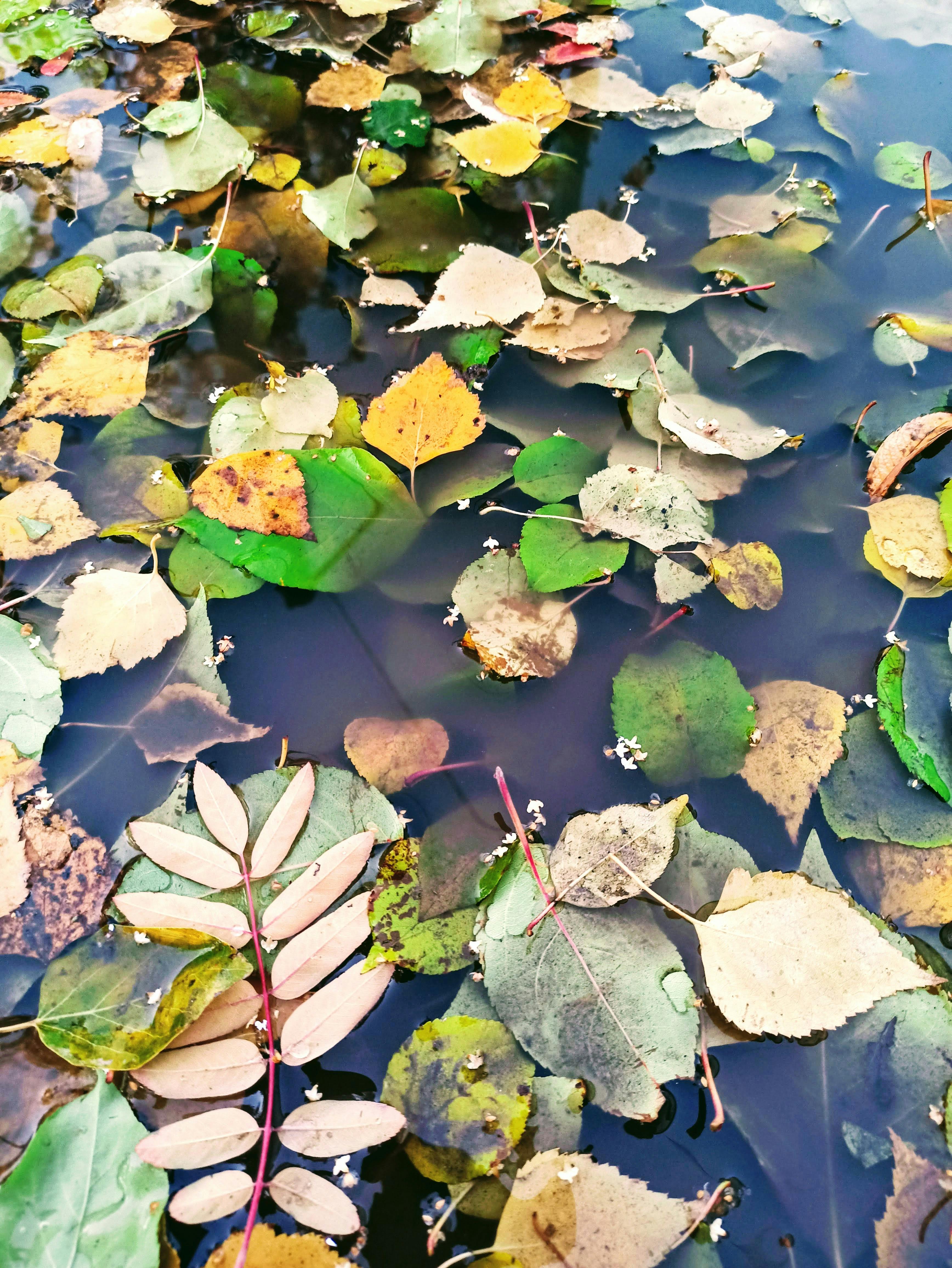Folhas Secas Em Corpo D'água · Foto profissional gratuita