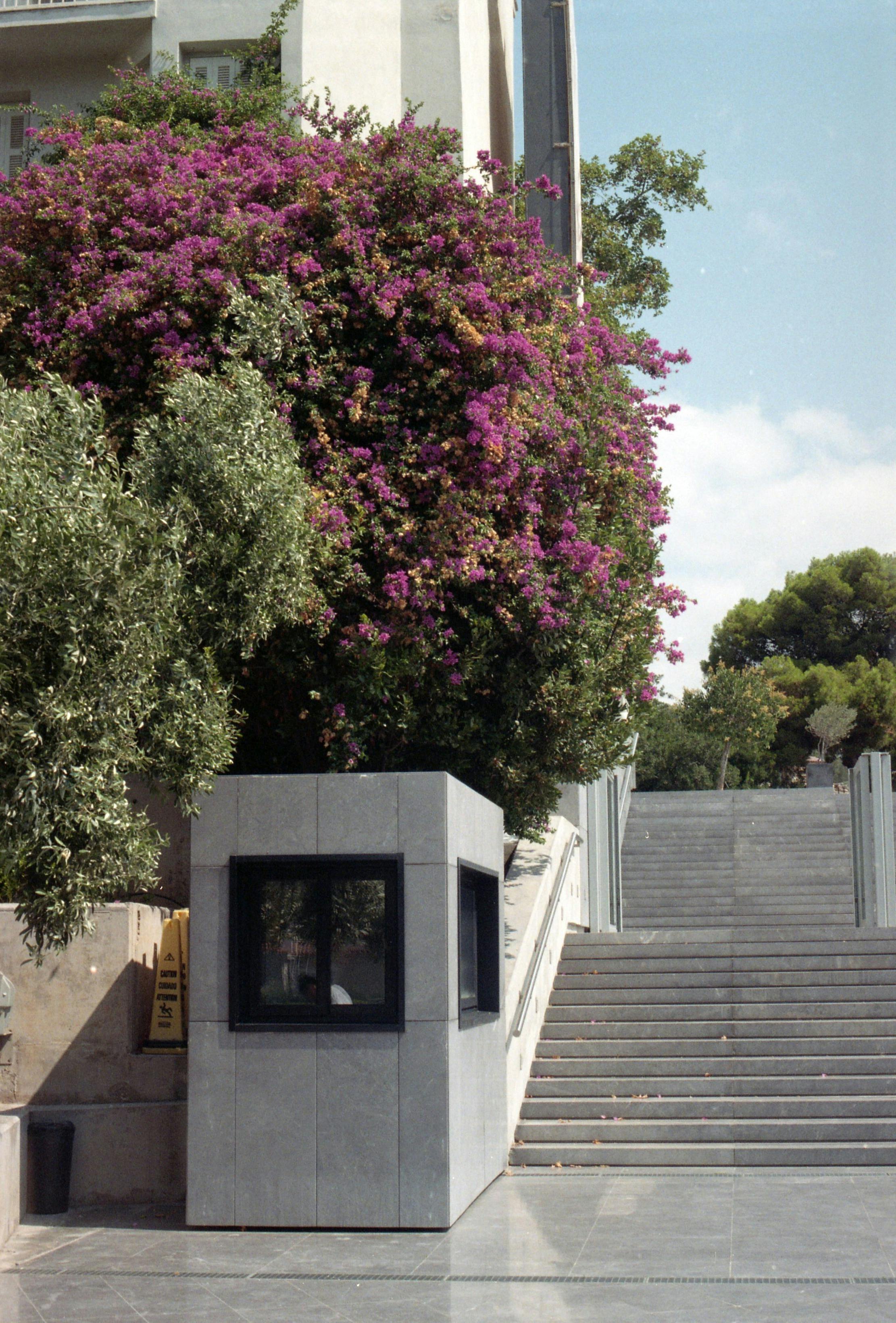 Blooming Tree Beside Building · Free Stock Photo