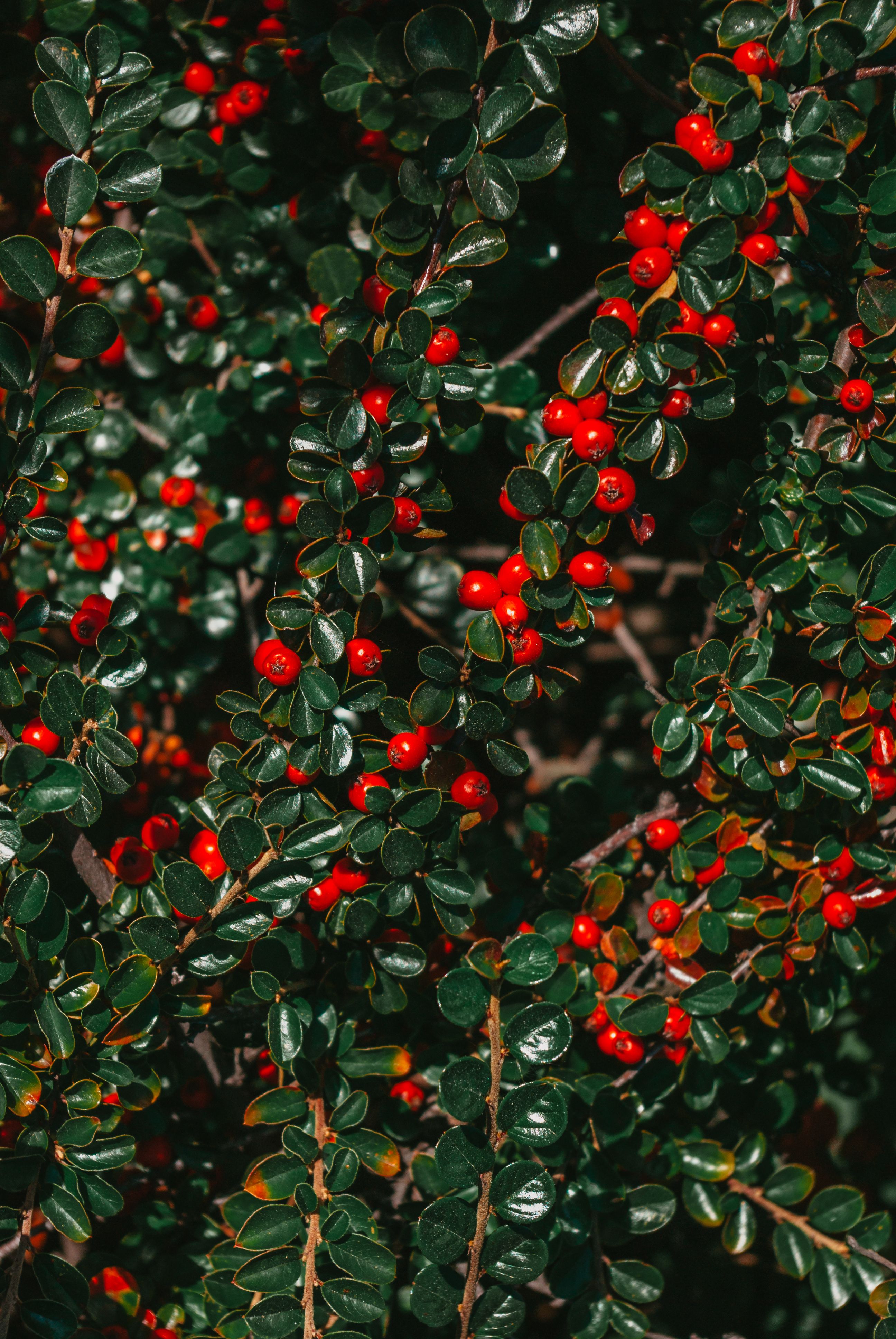 A Fruit Bearing Tree with Lush Leaves and Red Round Fruits · Free Stock ...