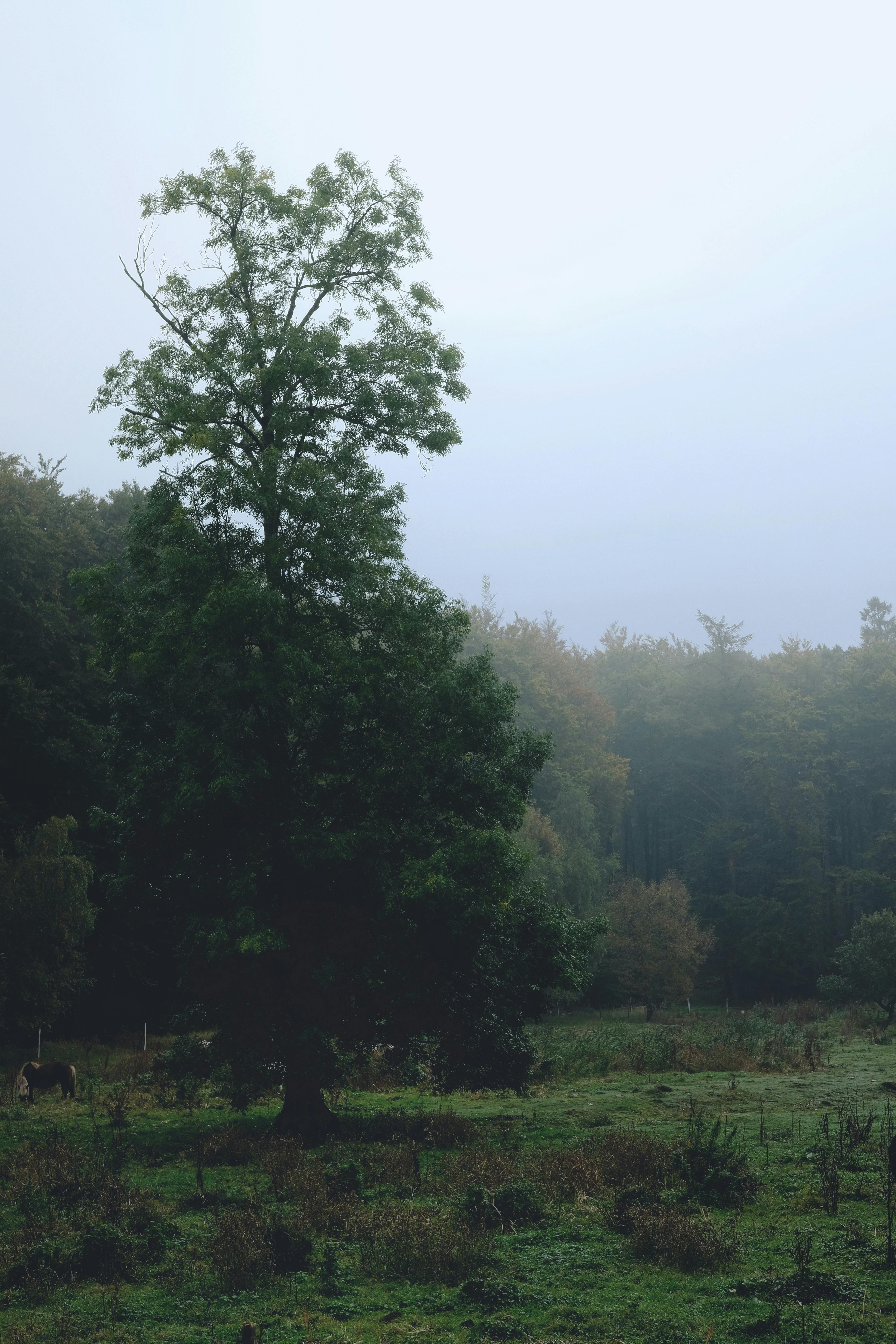 A Land Covered with Plants and Trees · Free Stock Photo