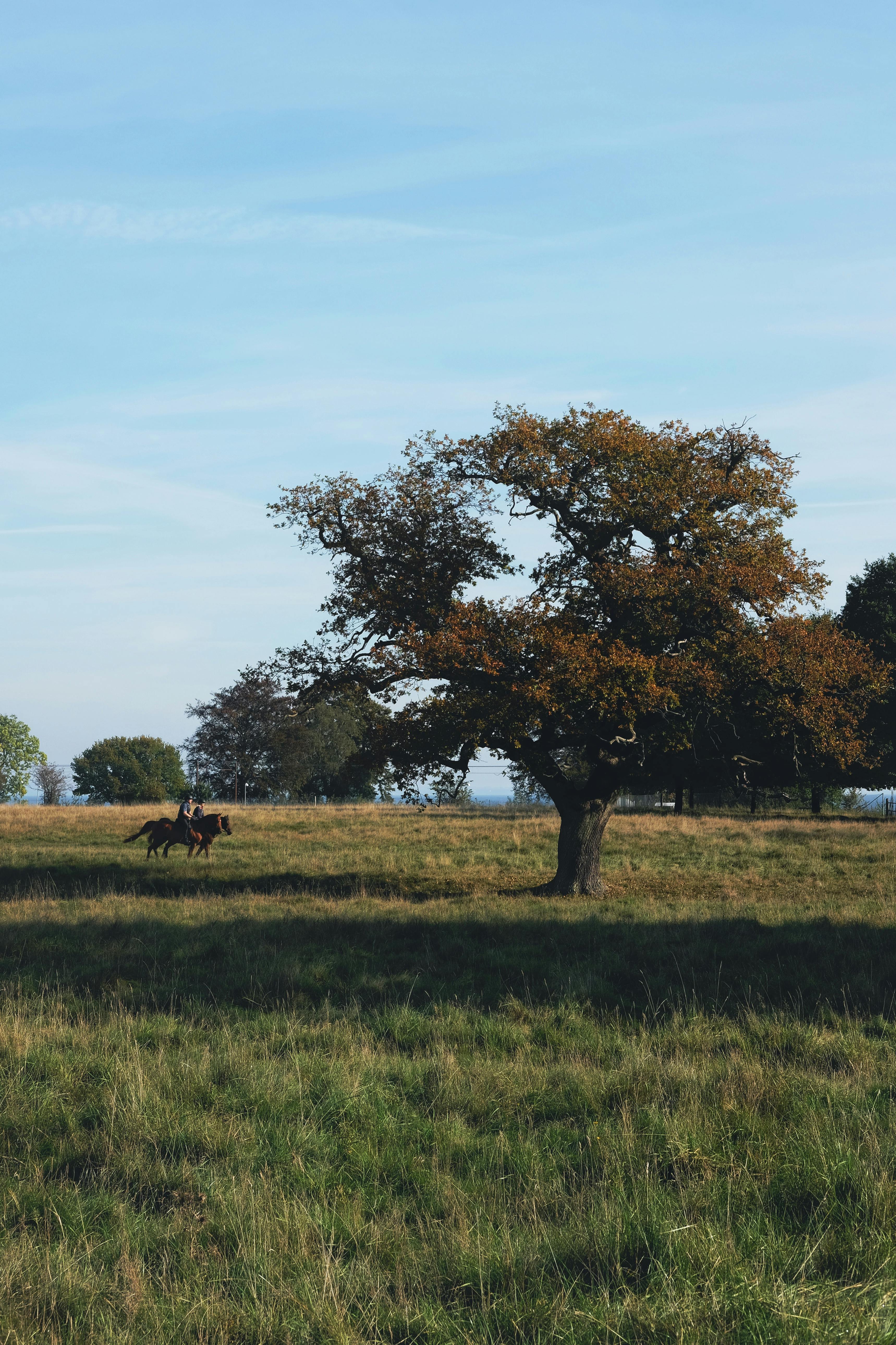 Beautiful Tree on Green Grass Field · Free Stock Photo