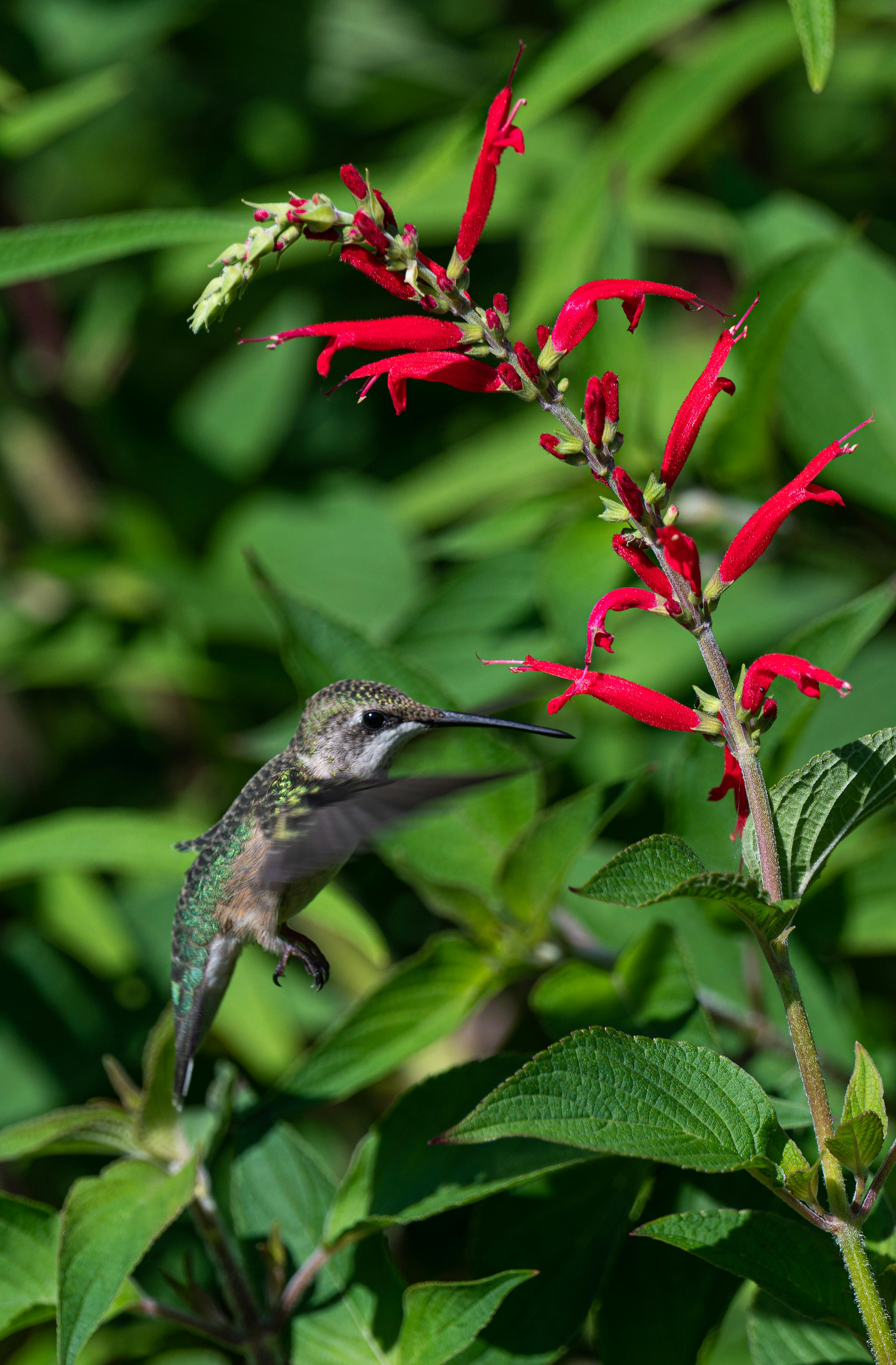 Rgb Wings Photos, Download The BEST Free Rgb Wings Stock Photos & HD Images