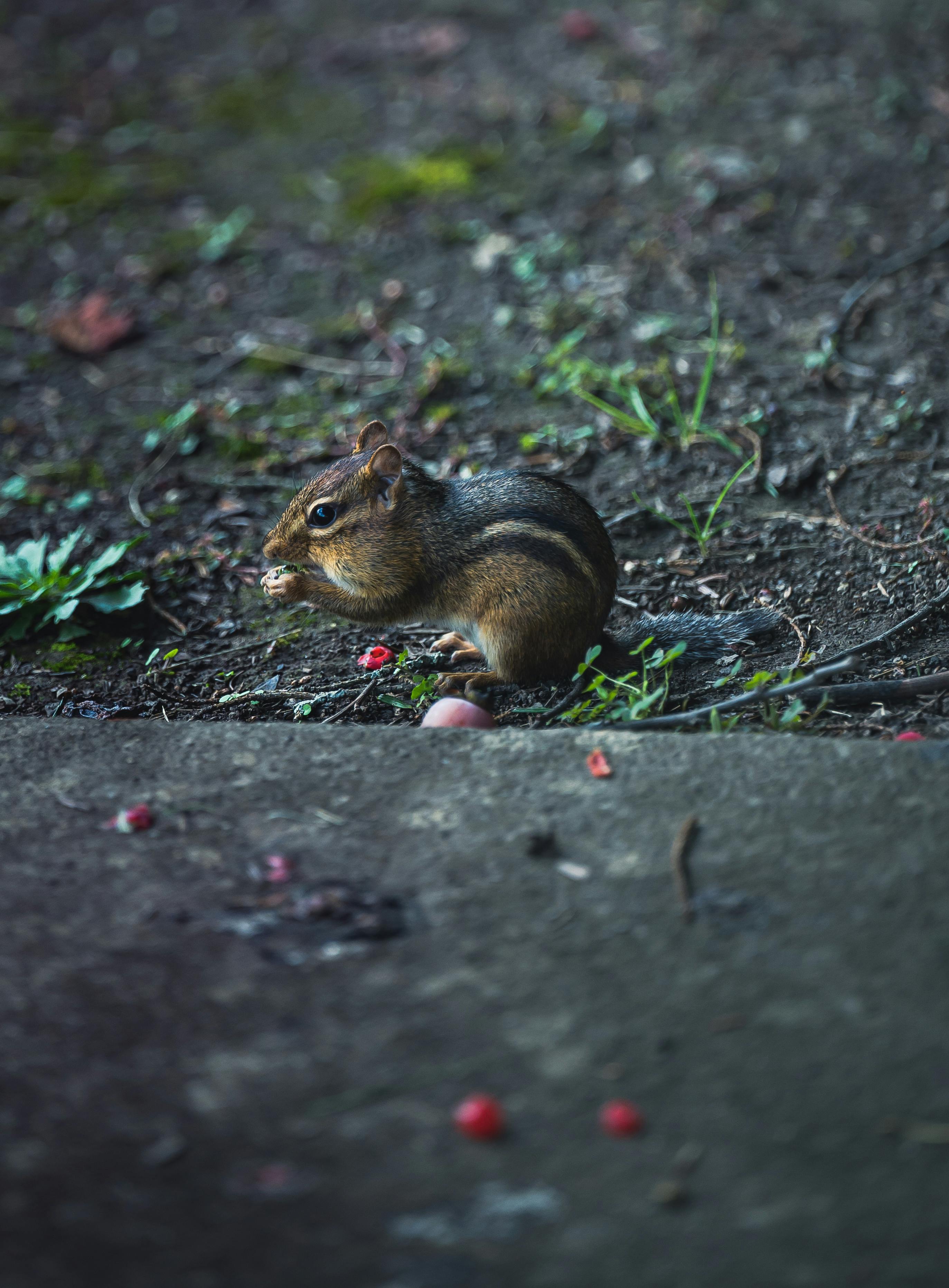 Chipmunk Perspective Photos, Download The BEST Free Chipmunk ...
