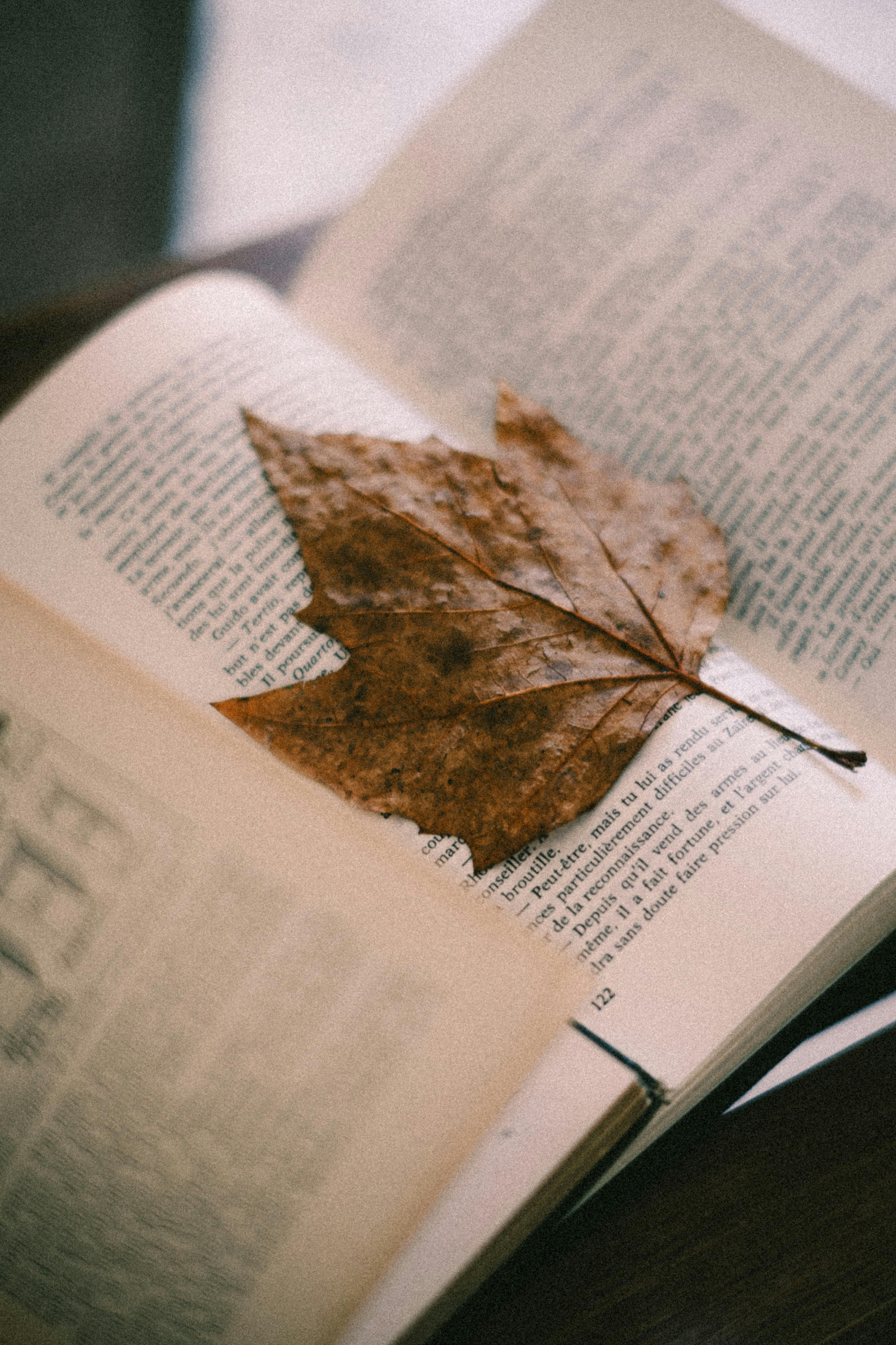 Maple Dried Leaf on Book Page · Free Stock Photo