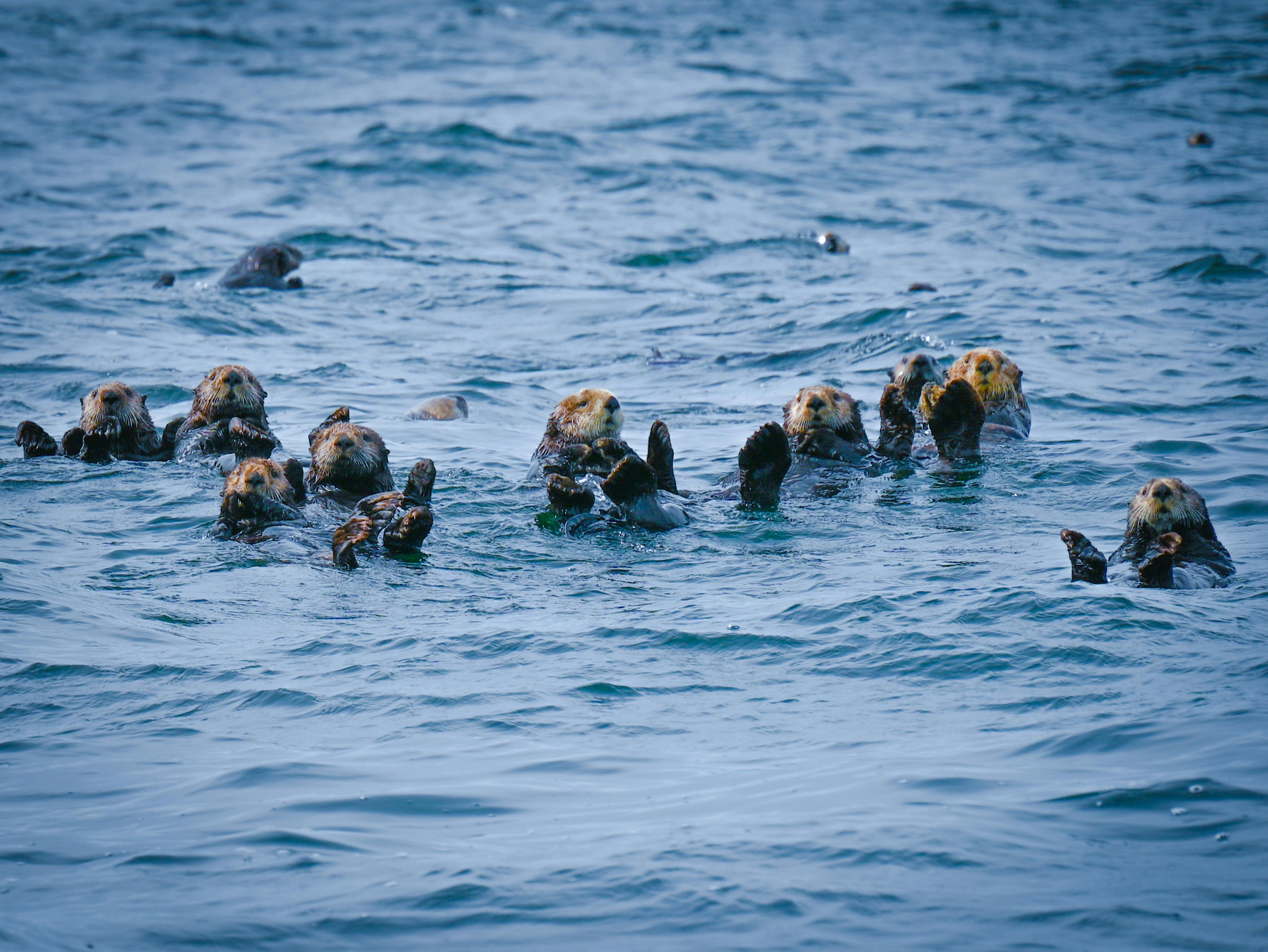 Sea Otters Photos, Download The BEST Free Sea Otters Stock Photos & HD ...