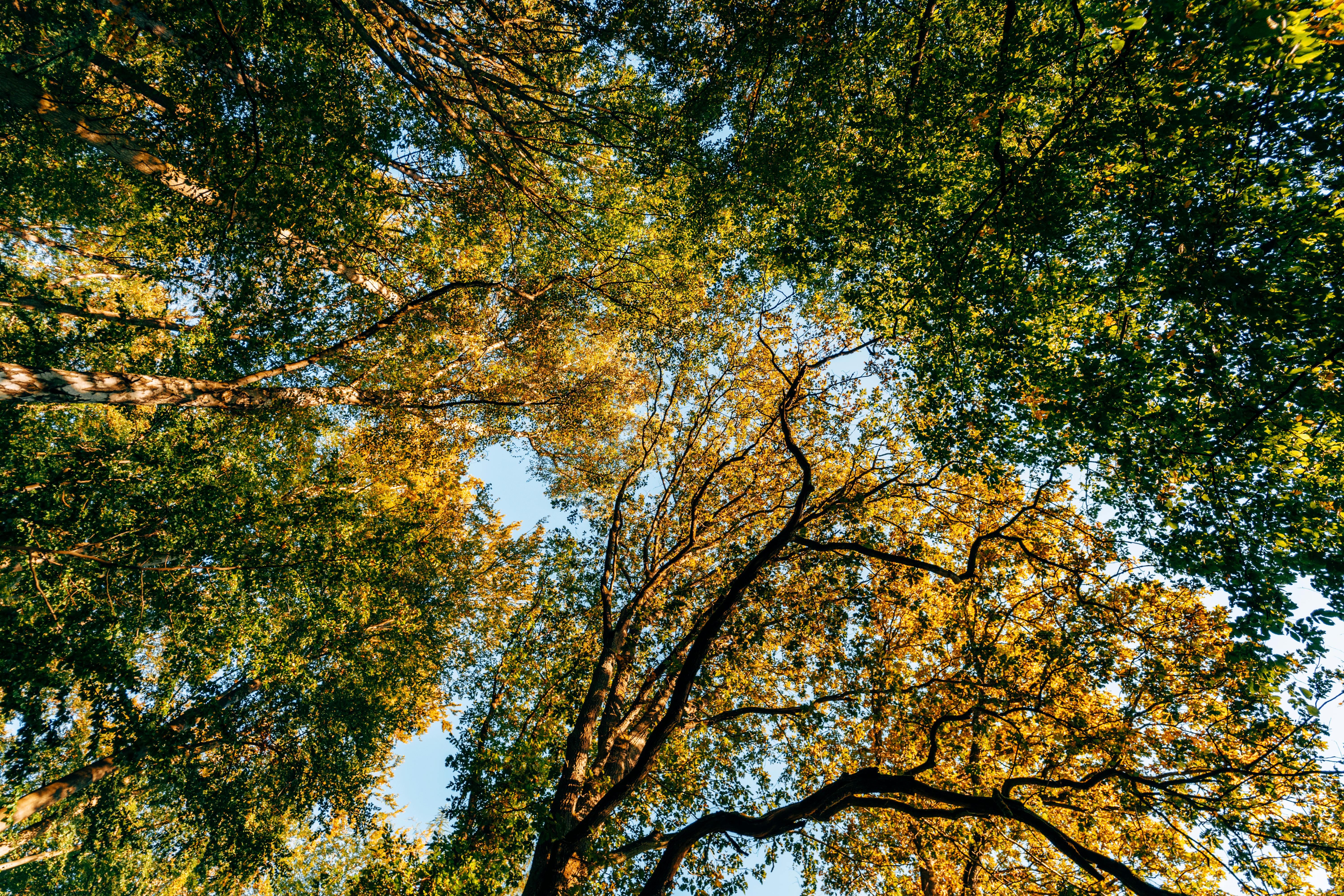 Low Angle Shot of Tall Trees · Free Stock Photo